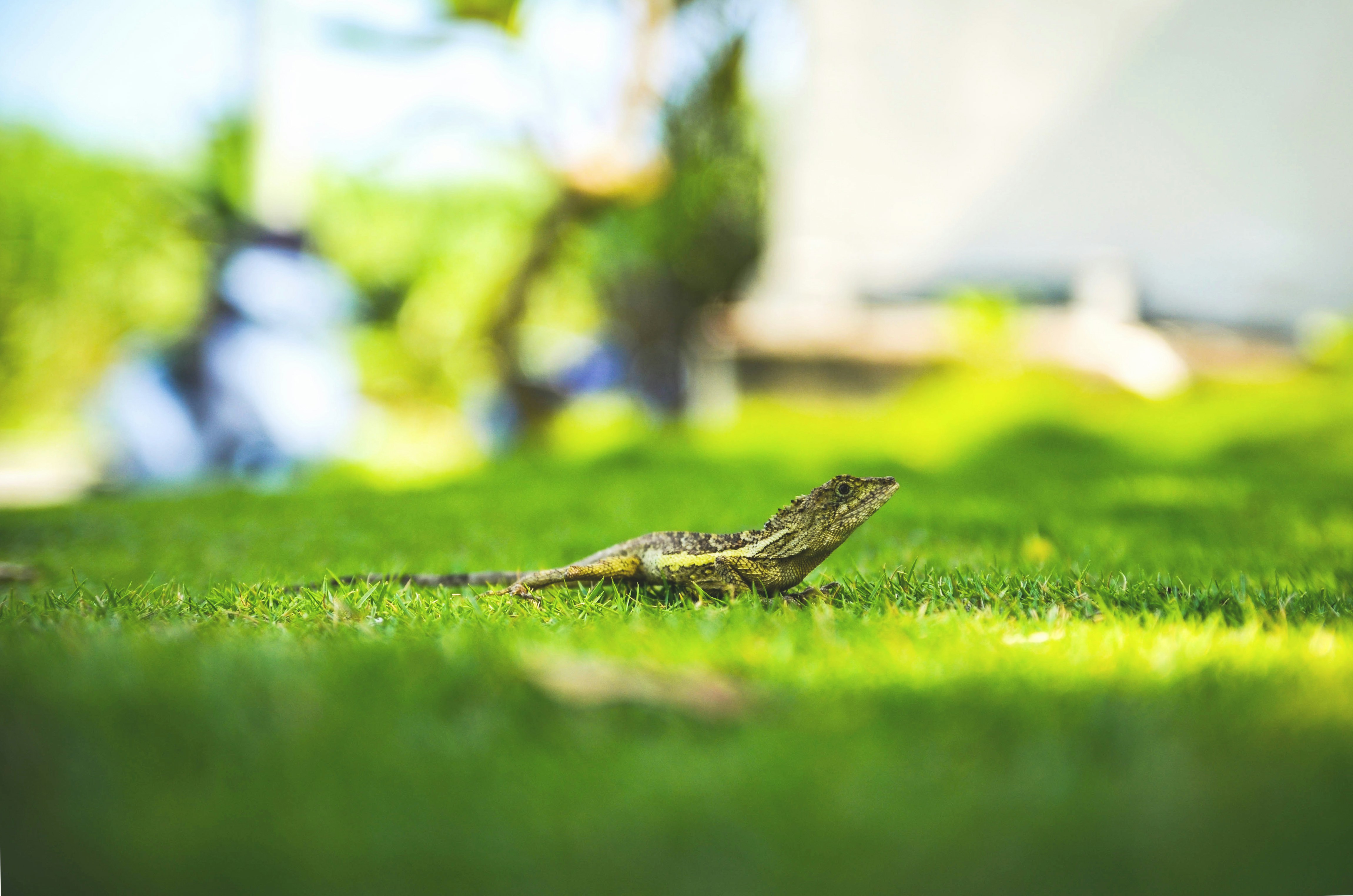 green reptile on grass in macro shot photography photo – Free Grass ...