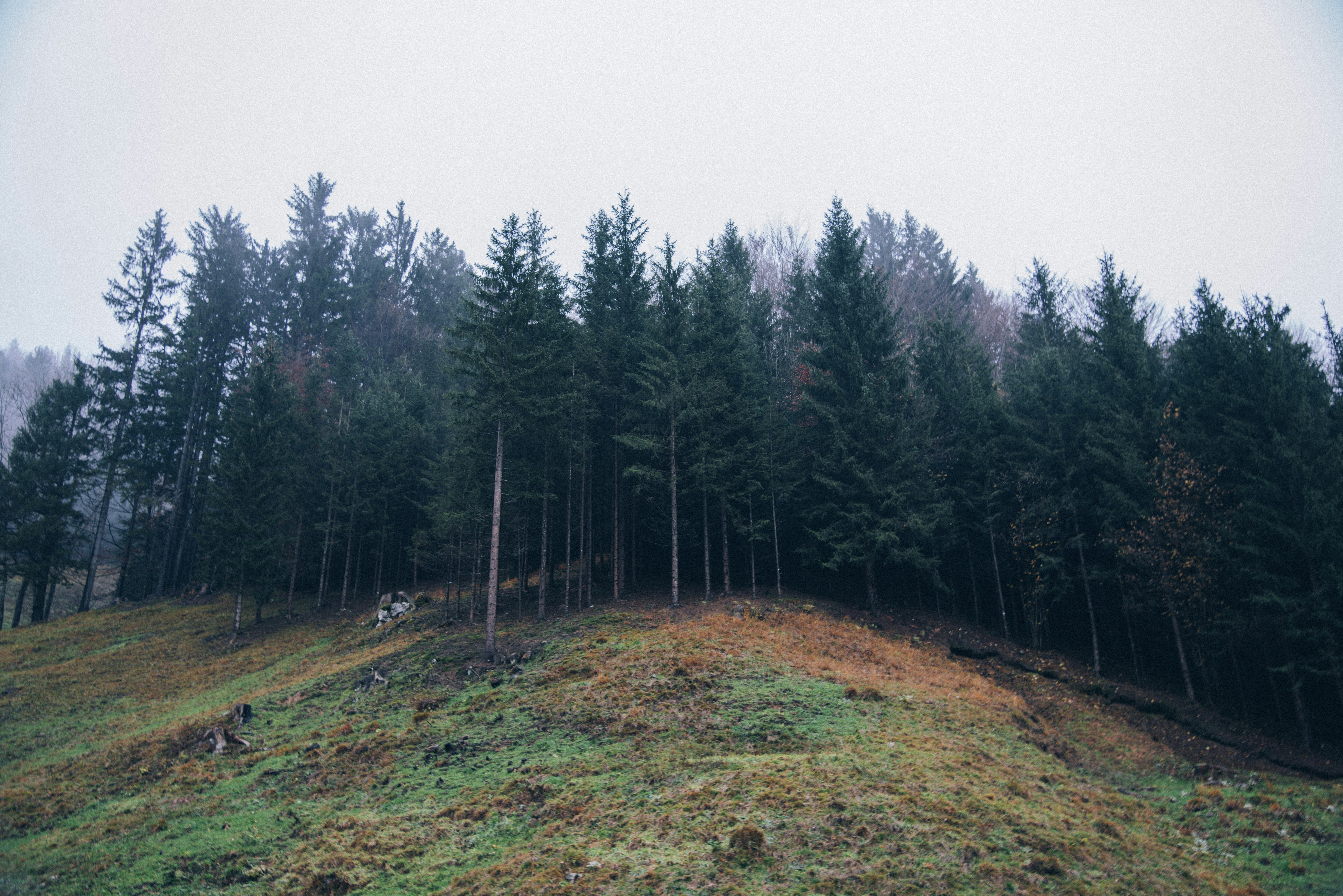 Conifer trees stand tall on a mist-covered hillside with patches of green and brown grass.