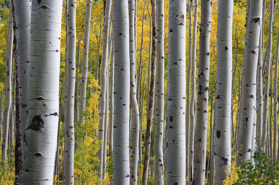 Tall white aspen trunks stand in a dense grove with yellow autumn leaves glowing behind them. A large foreground trunk anchors the left side of the scene.