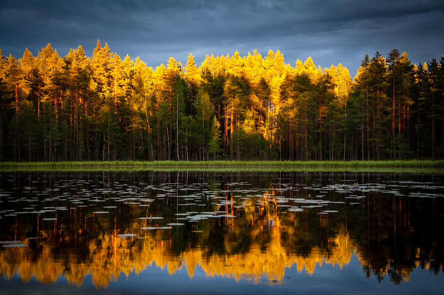 Sunlit pine forest glowing under dramatic clouds, reflected in a calm lake with scattered lily pads. The warm treeline contrasts with the dark water and sky.