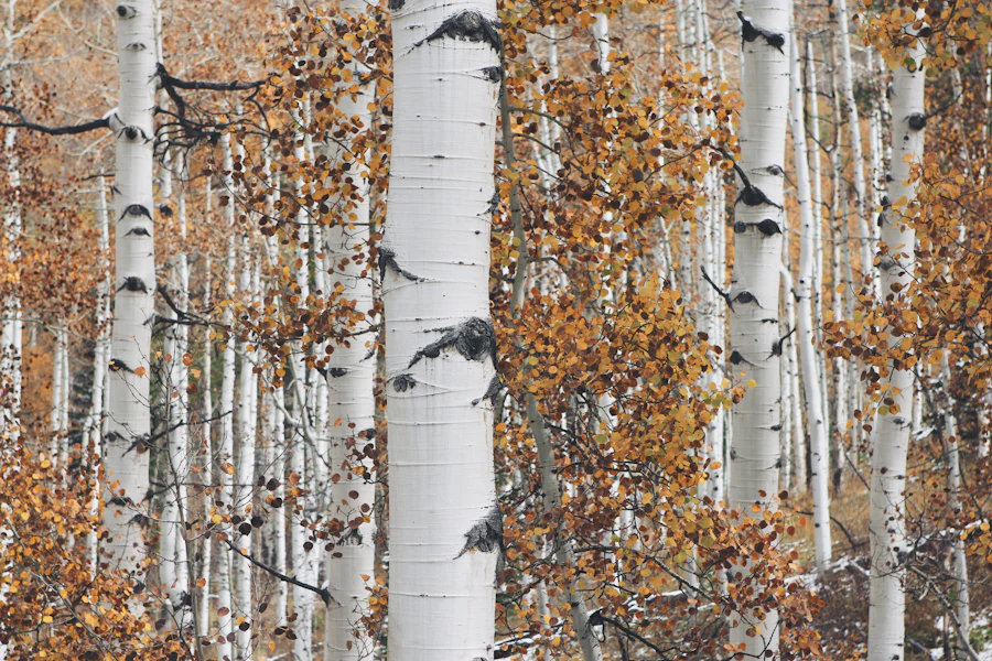 White-barked aspen trunks stand amid dense autumn leaves in warm gold and brown tones. Layered forest depth fills the frame with a quiet woodland feel.