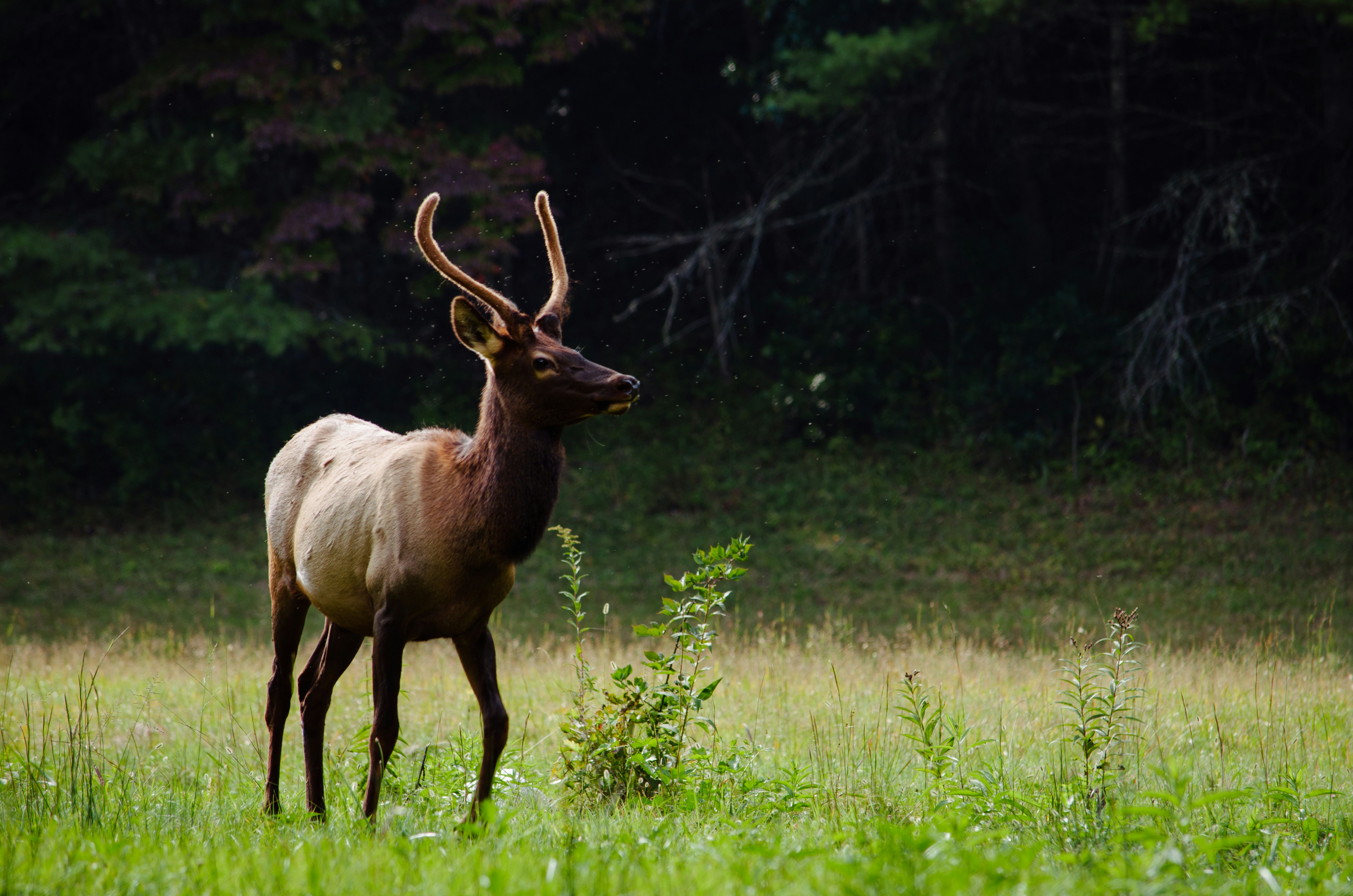 Shot at Cataloochee Valley, which is located on the North Carolina side of the Great Smoky Mountains National Park. The valley is home to more than 100 elk who often graze within yards of the main road – and sometimes like to snarl traffic by jaywalking. | deer near forest