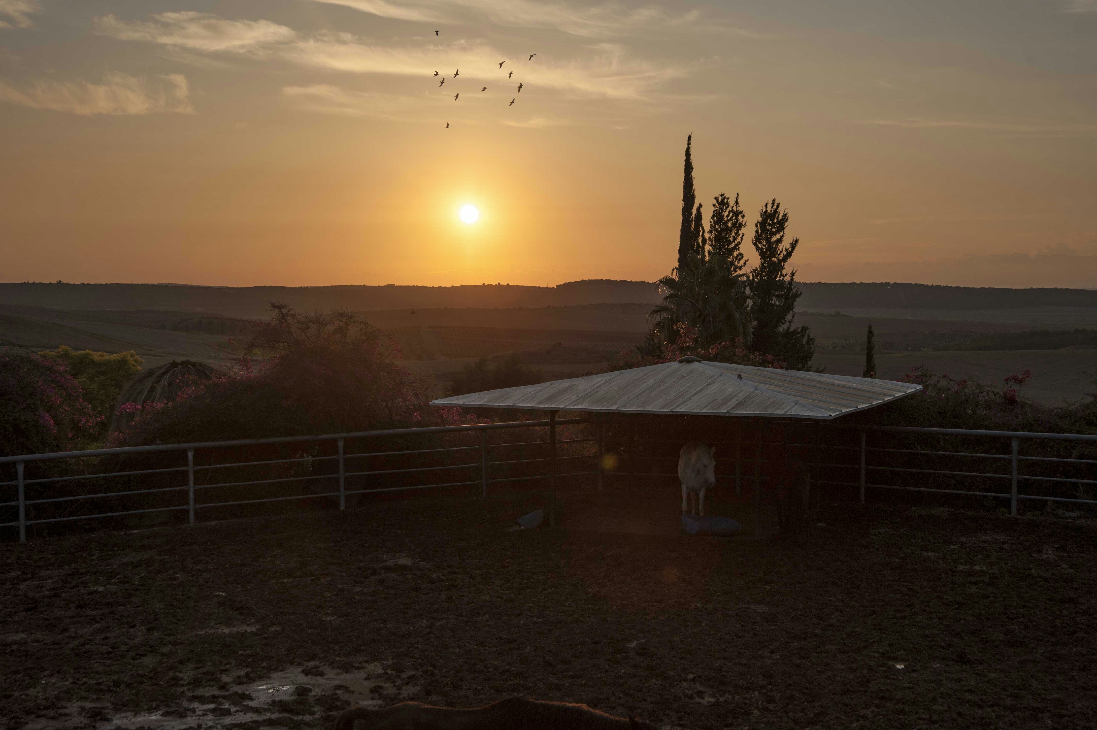 Horse sheltered under a metal roof at sunset with a silhouette of distant hills.