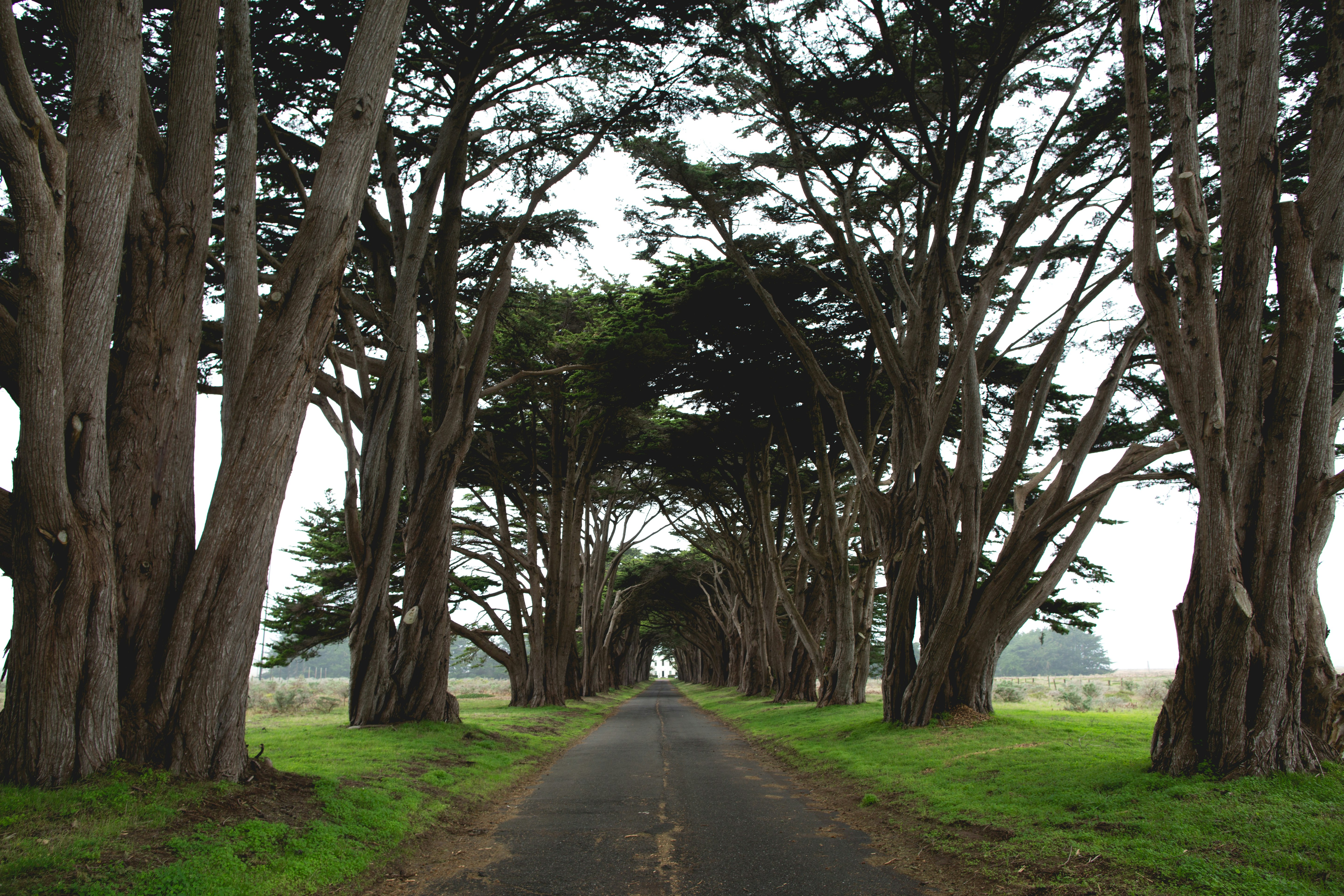 30k+ Tree Lined Road Pictures | Download Free Images on Unsplash