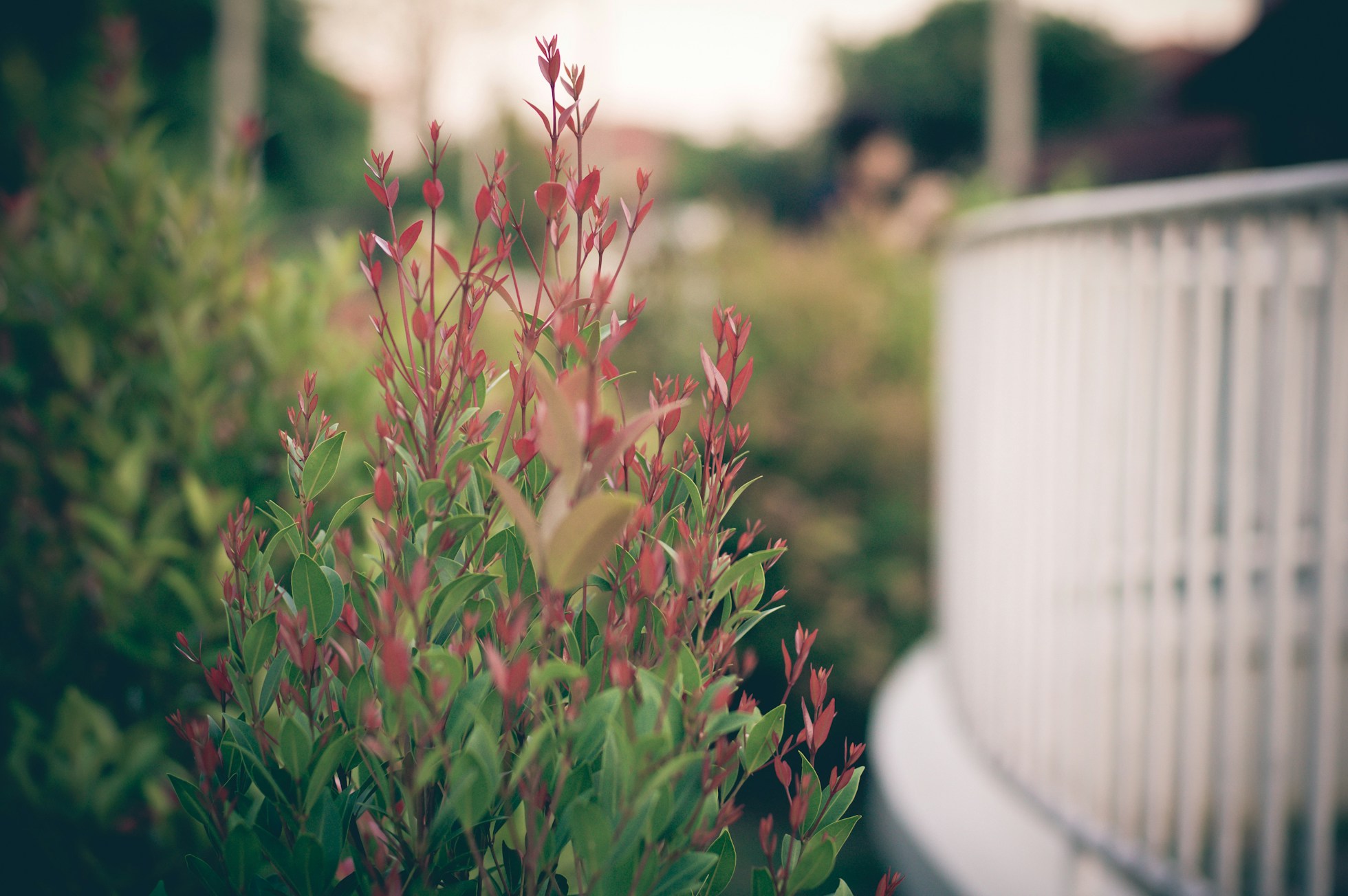 Red-tipped leaves of a shrub in soft focus beside a white railing.