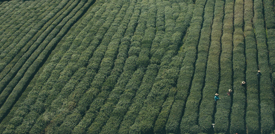 Rows of lush green tea bushes stretch across a hillside, with several workers spaced along the right side. The repeating خطوط create a strong pattern and sense of depth.
