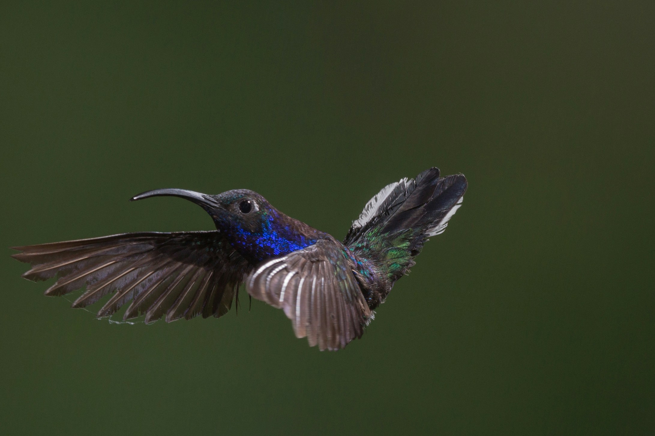 Blue hummingbird flying photo – Free Animal Image on Unsplash