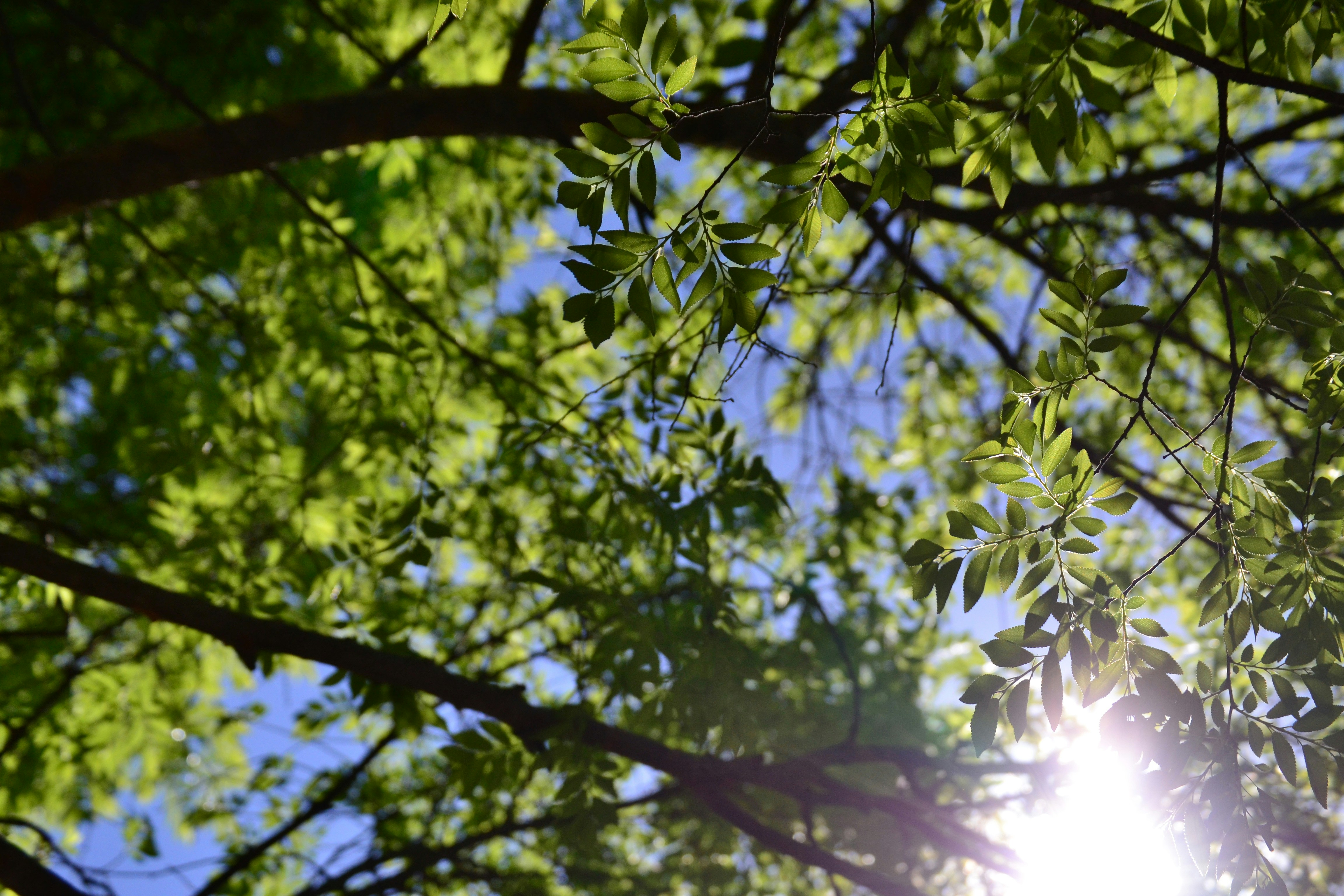 Sunlight filters through green leaves and branches against a clear blue sky.