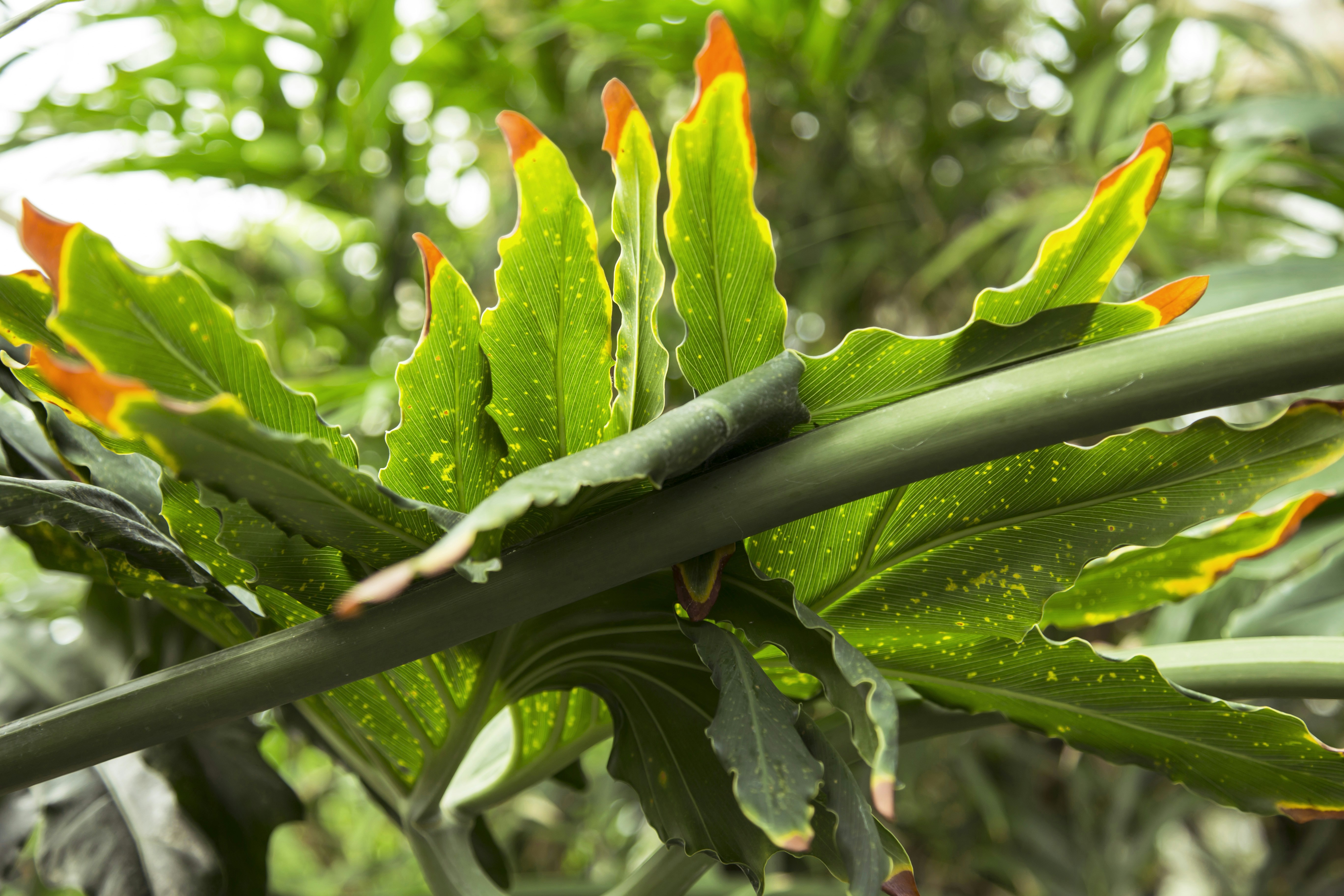 Vibrant green leaves with striking orange tips intertwine, showcasing the lush complexity of tropical foliage.