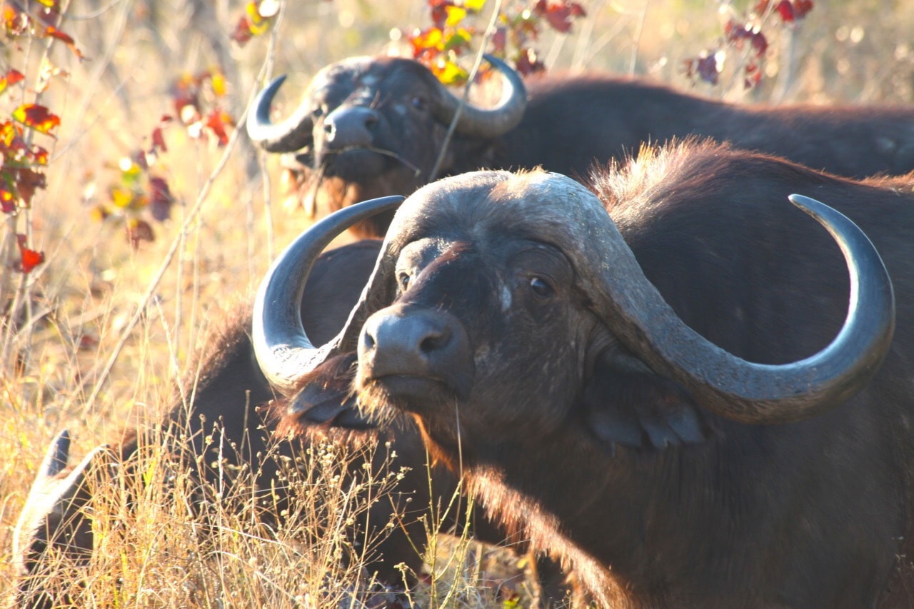 Cape Buffalo Pictures | Download Free Images on Unsplash
