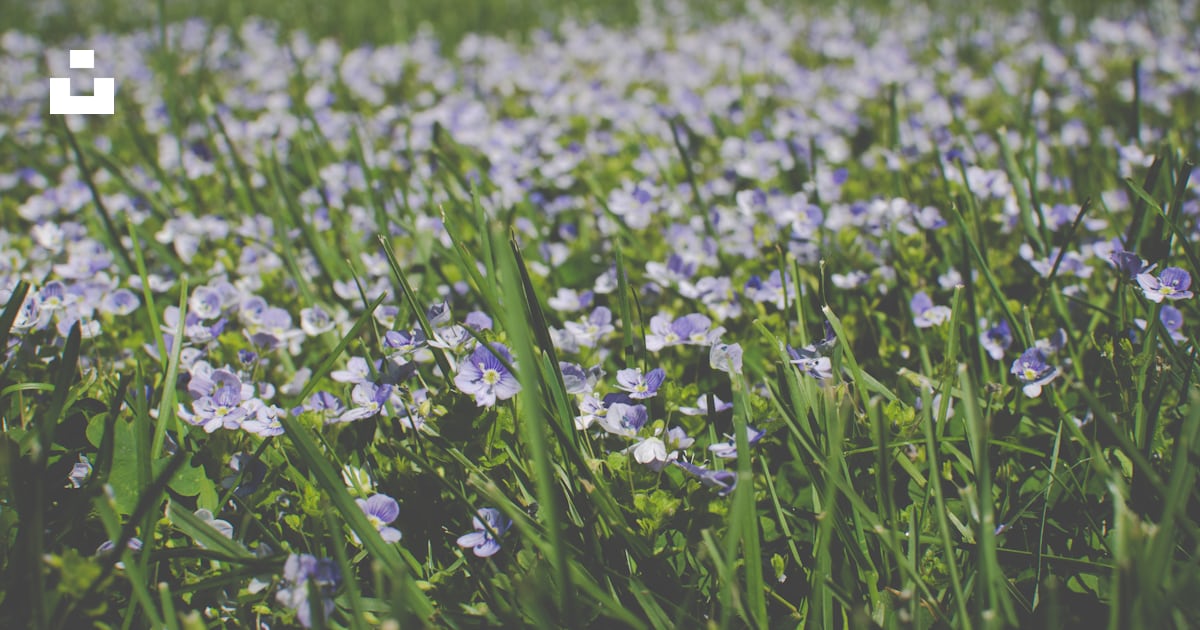 Foto Plantas De Hojas Verdes Con Flores Blancas Imagen Flor Gratis En