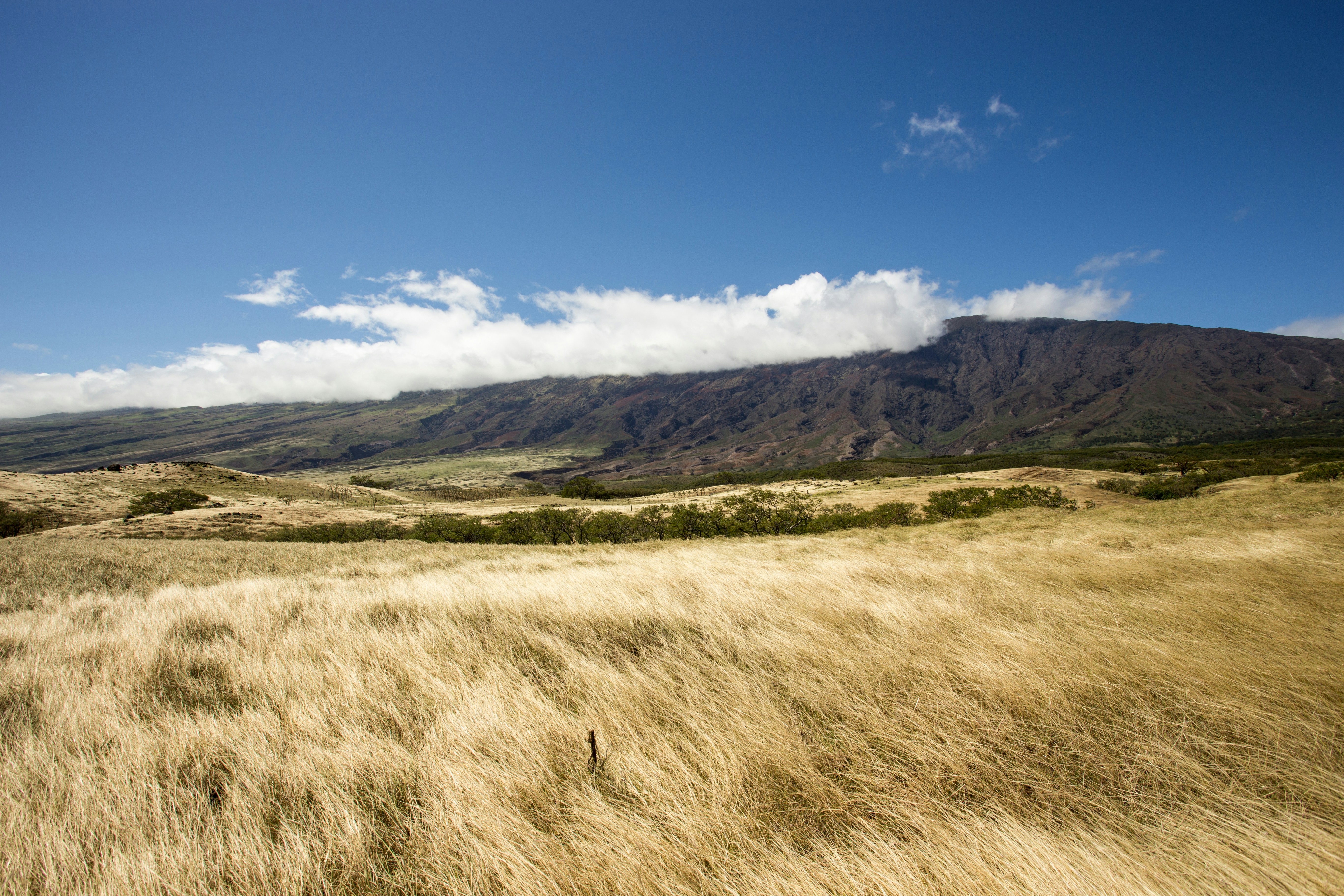 Golden grasses sway gently under a clear blue sky, framing a majestic mountain landscape. The scene captures the tranquility of nature's vastness.