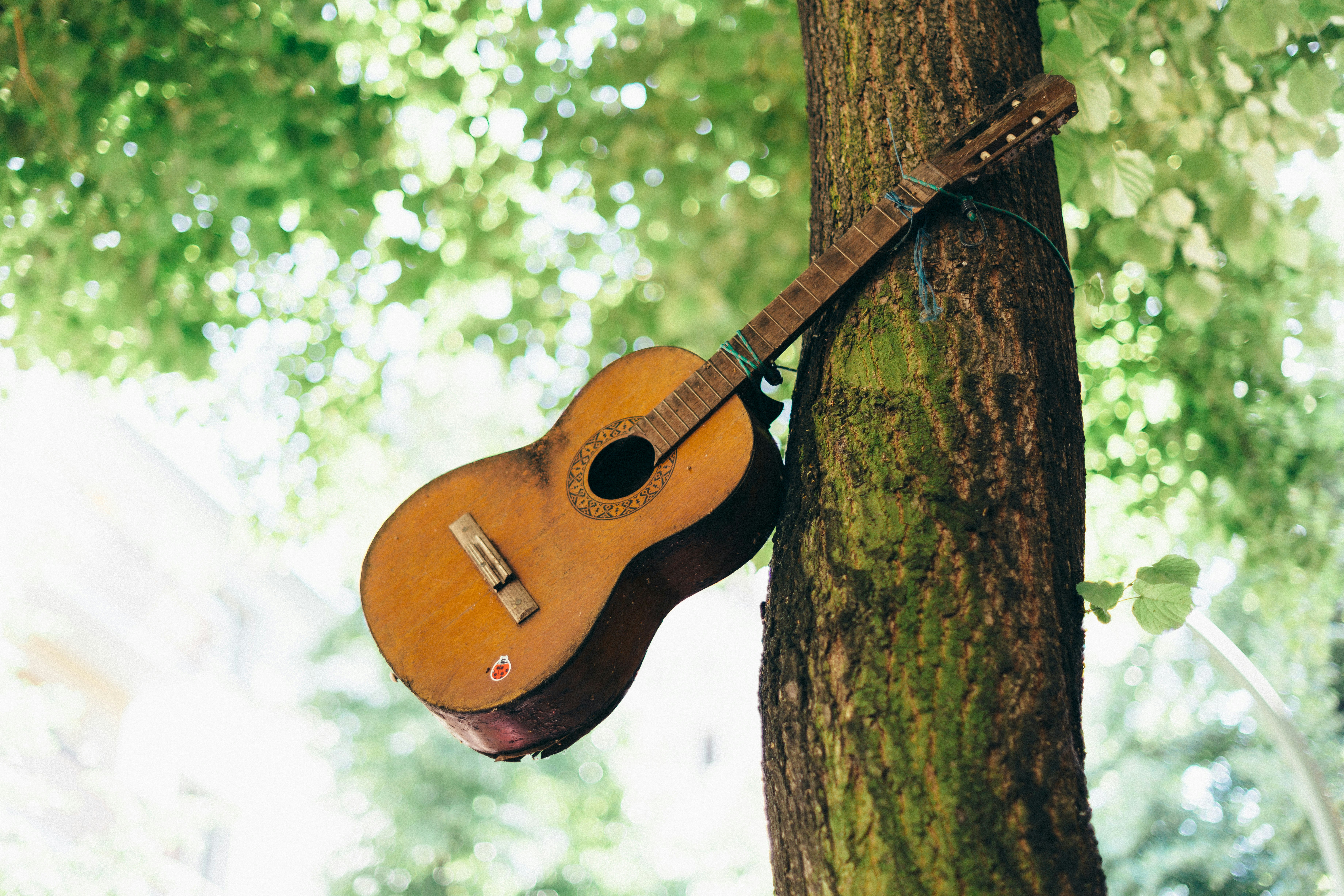 An acoustic guitar is suspended from a tree trunk, blending art with nature in a whimsical display.