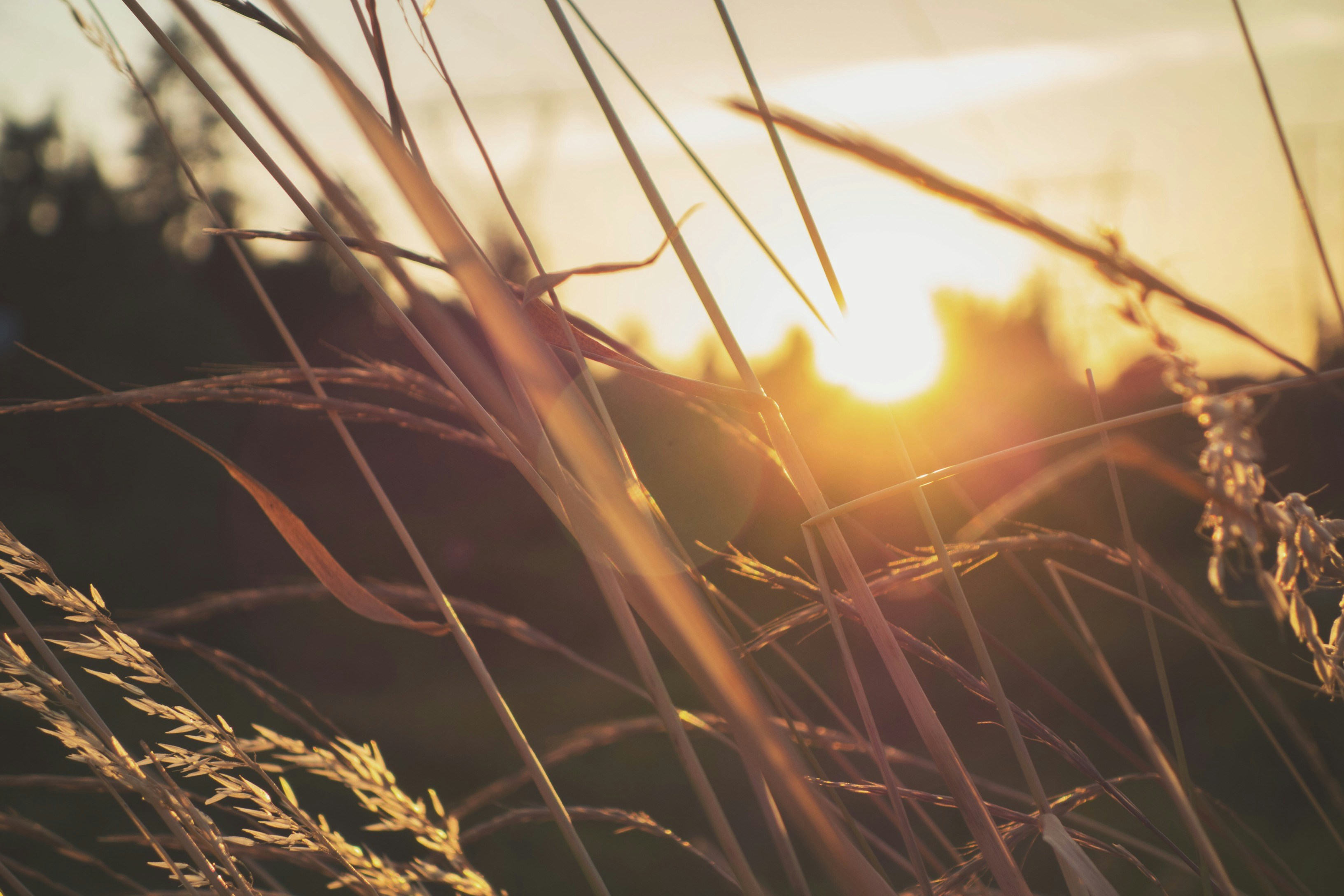Sunset light filtering through tall grasses in a serene countryside setting.