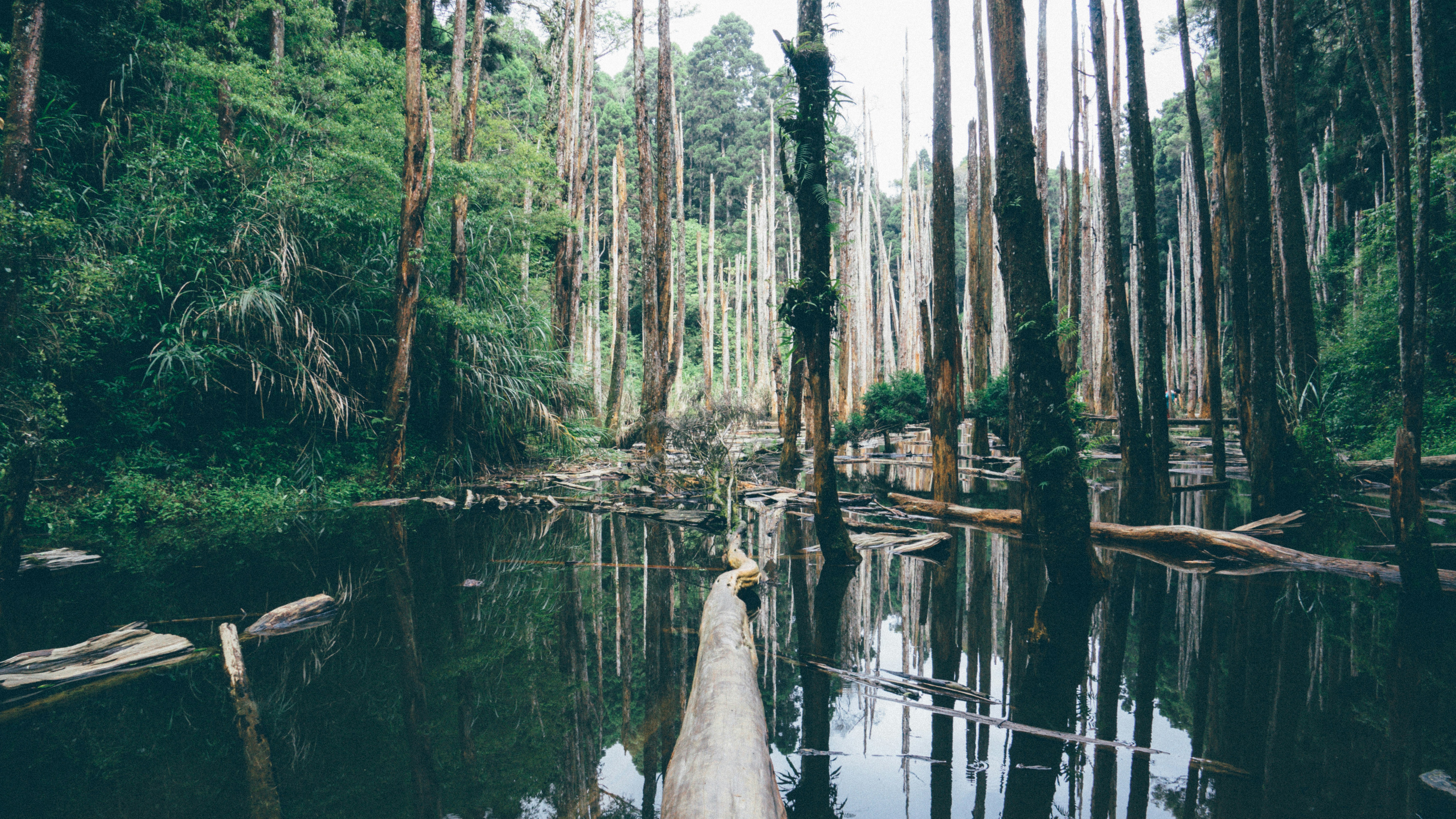 Tranquil forest scene with towering trees reflected in still water, showcasing the harmony of nature. The landscape is rich with greenery and fallen logs.