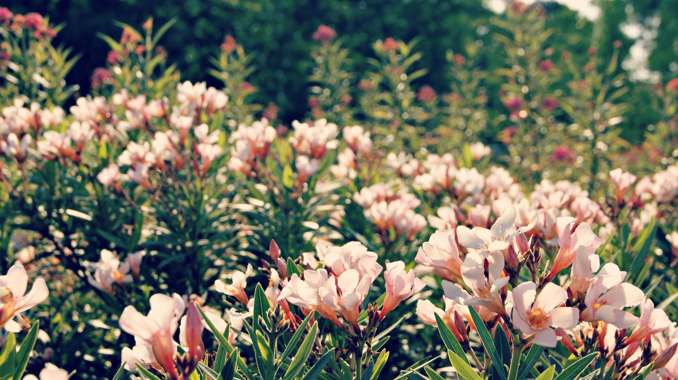 Delicate pink flowers bloom amidst lush green foliage, creating a vibrant tapestry of nature's beauty.