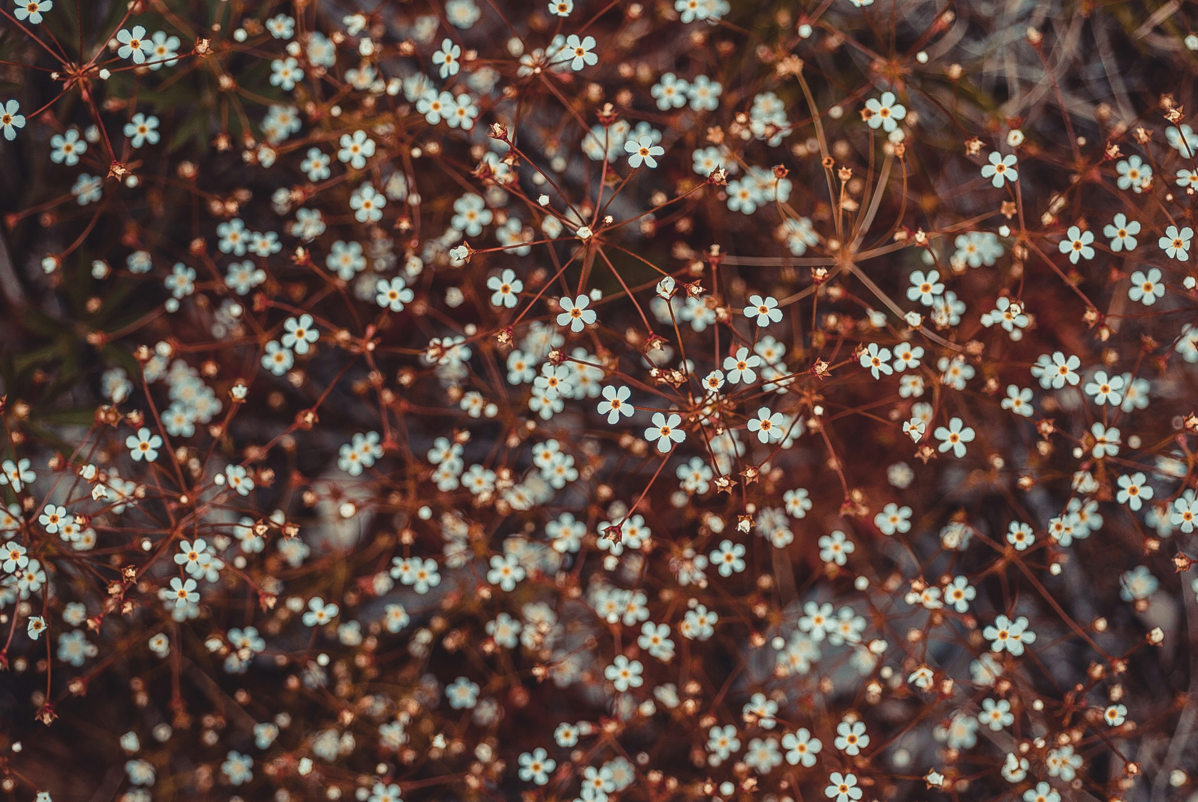Clusters of tiny white flowers with five petals scattered across a field of thin stems.