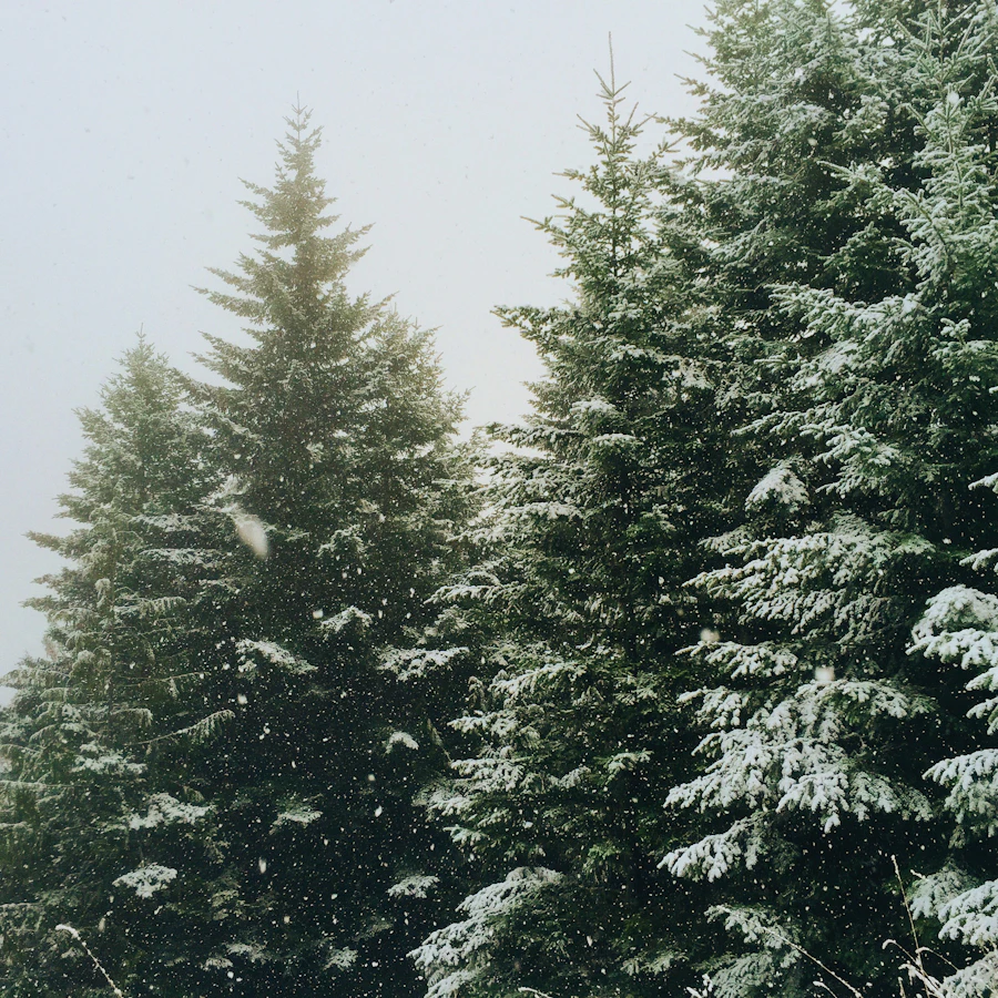 Tall evergreen trees coated with fresh snow under a pale winter sky, with falling snow visible throughout the scene.
