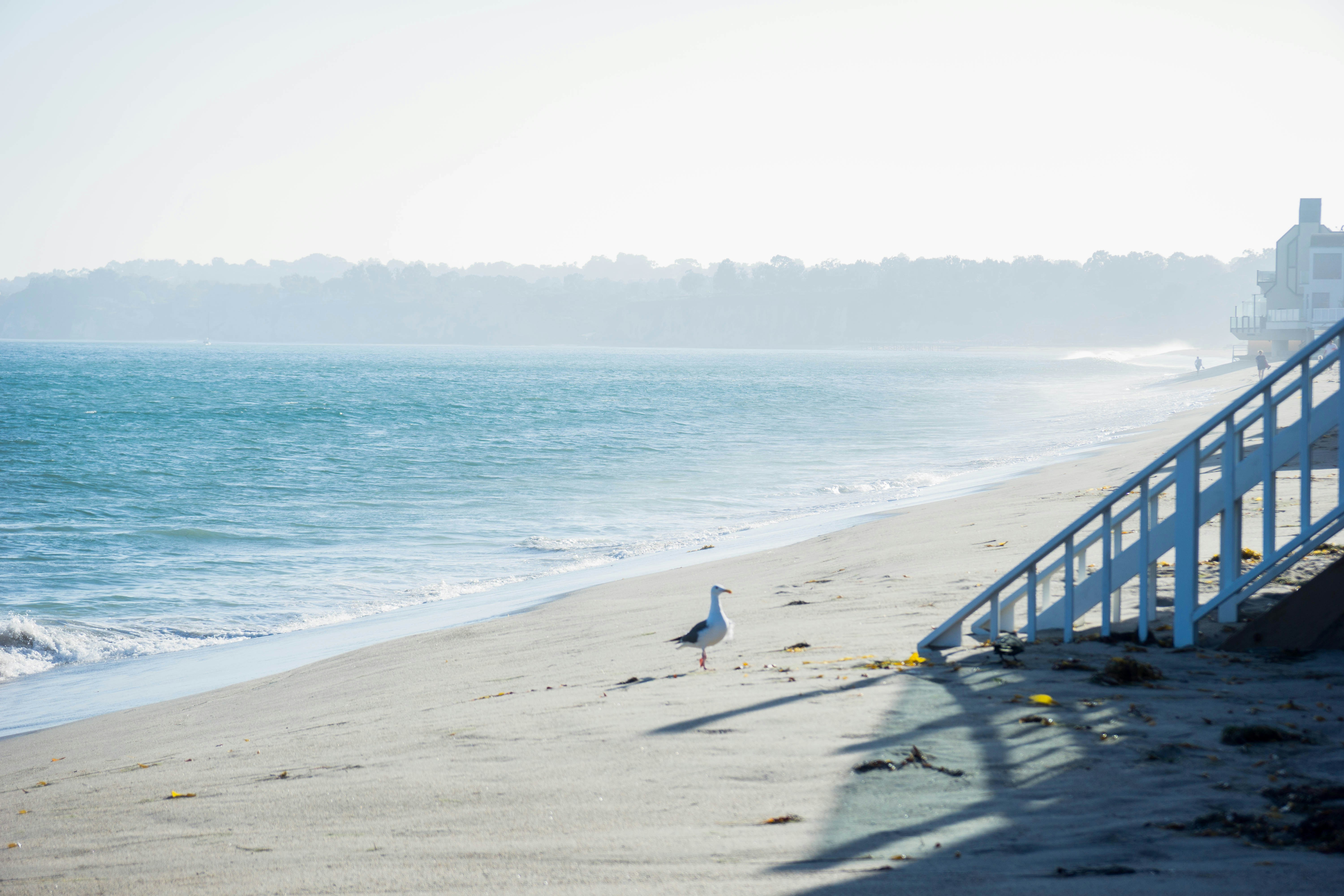 Seagull standing on a tranquil beach with gentle waves lapping at the shore, framed by a distant coastal landscape.