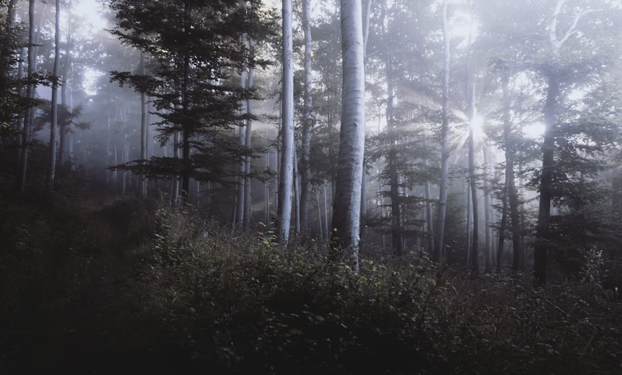 Tall forest trees rising through a hazy, backlit woodland with sunlight breaking through the branches. Dense undergrowth fills the foreground in cool blue-gray tones.
