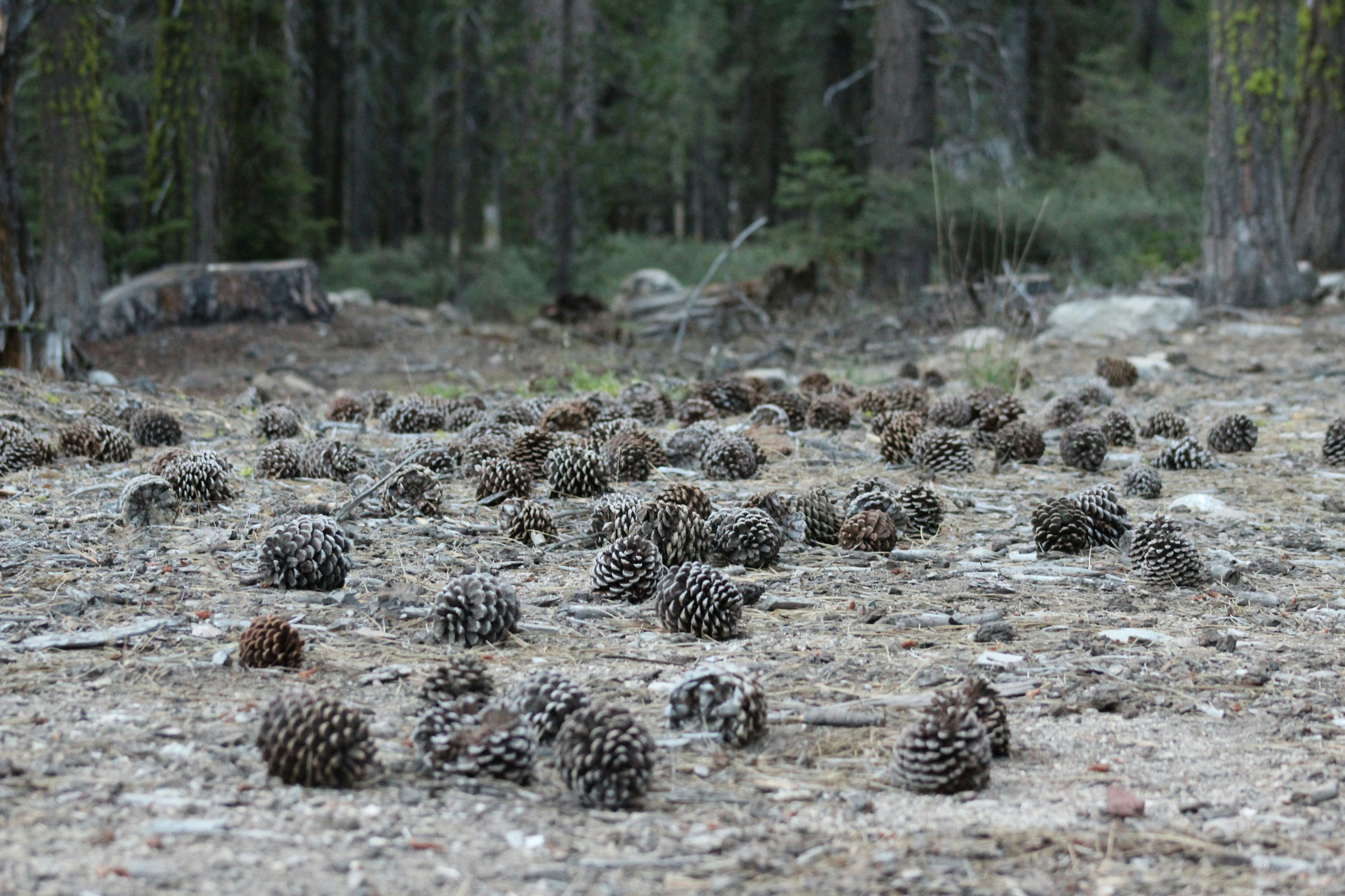 Pine cones in a forest | pine cone lot on ground