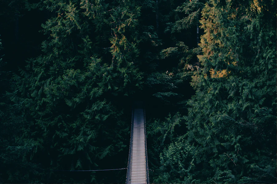 A straight wooden footbridge leads into a dark tunnel of tall evergreen trees. Warm light brushes the tops of the foliage, emphasizing the contrast between the path and the surrounding forest.