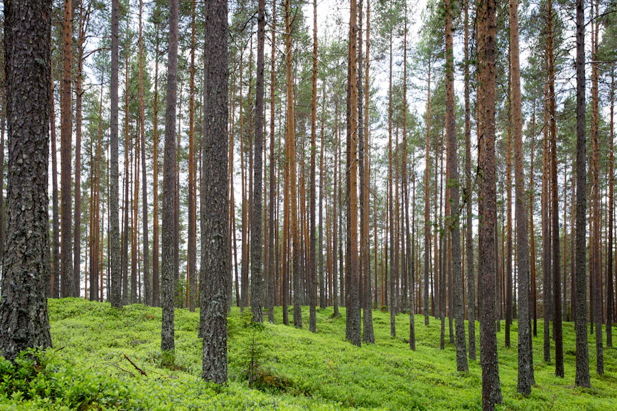 Tall pine trunks rise from a forest floor covered in vivid green groundcover. Soft overcast light gives the scene a calm, airy feel.