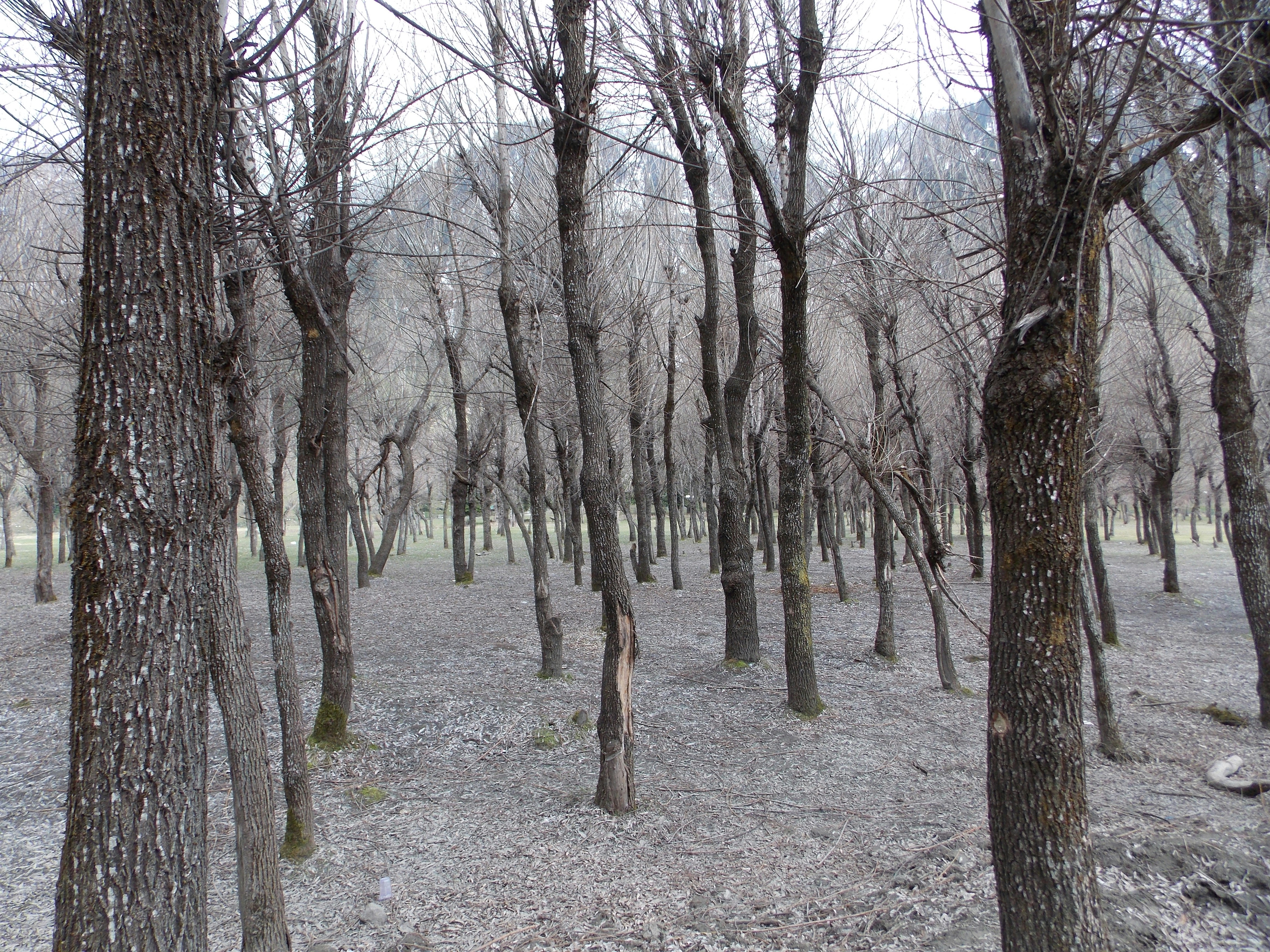 Bare trees stand closely together in a serene, frosty woodland.