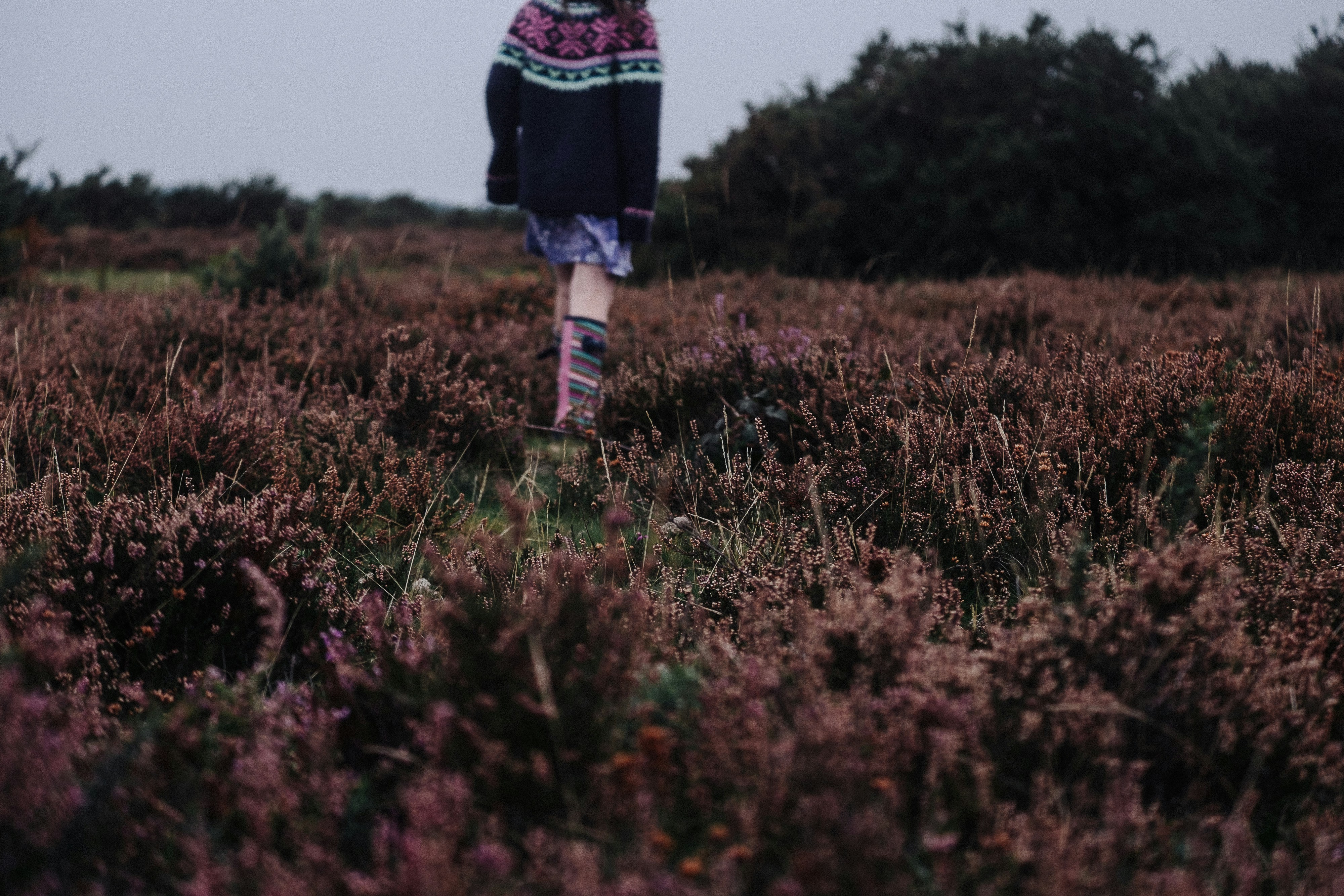 Child in colorful attire standing amidst a field of purple heather under a gray sky.