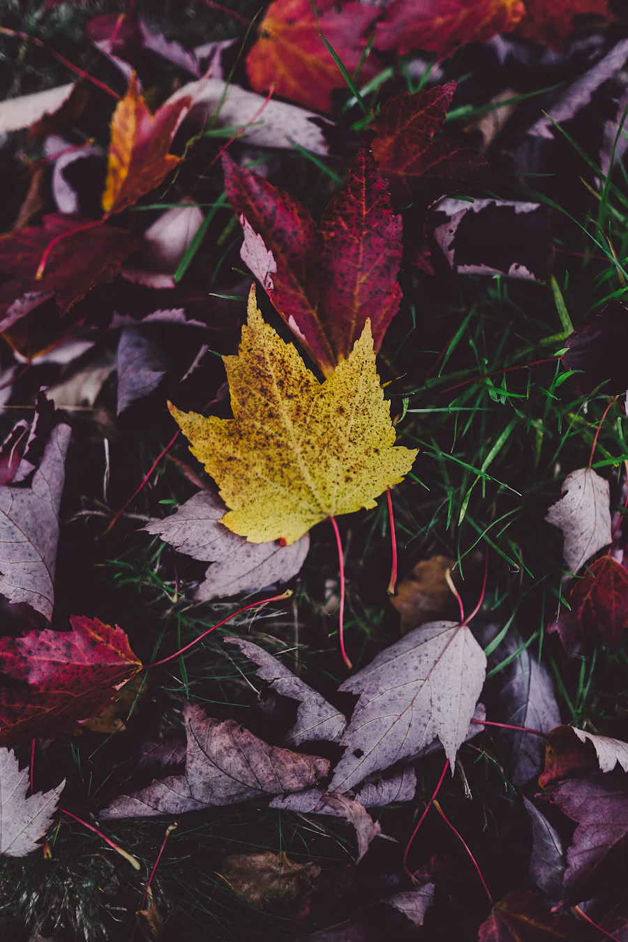 A bright yellow maple leaf lies among red, purple, and pale fallen leaves with green grass peeking through. Dark, moody tones give the scene a late-autumn feel.