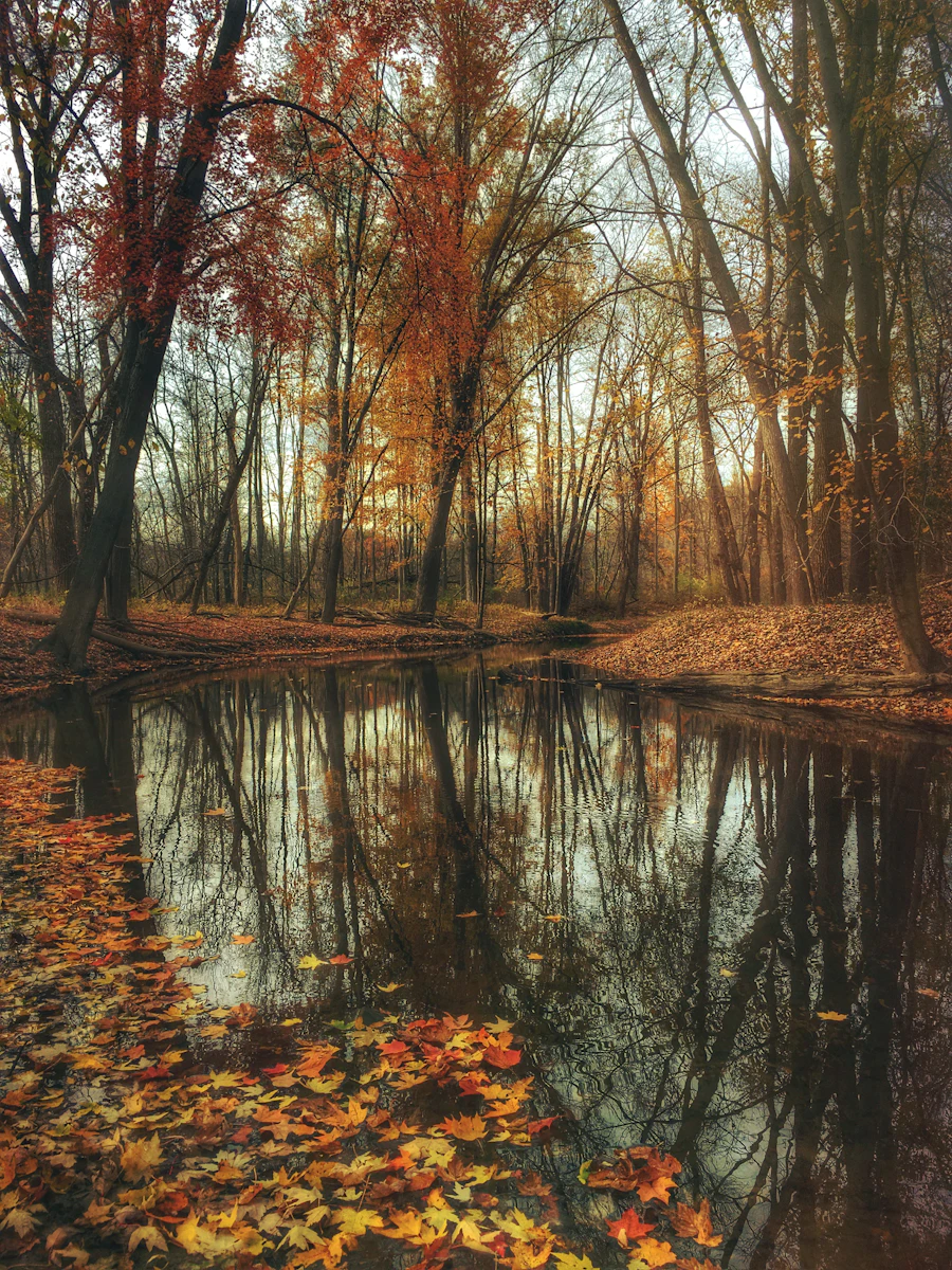 Tall bare trees and orange autumn foliage line a calm creek, with vivid leaf reflections mirrored in the dark water. Fallen leaves blanket the foreground.