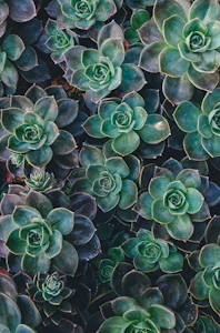 Verdant Spiral Symphony