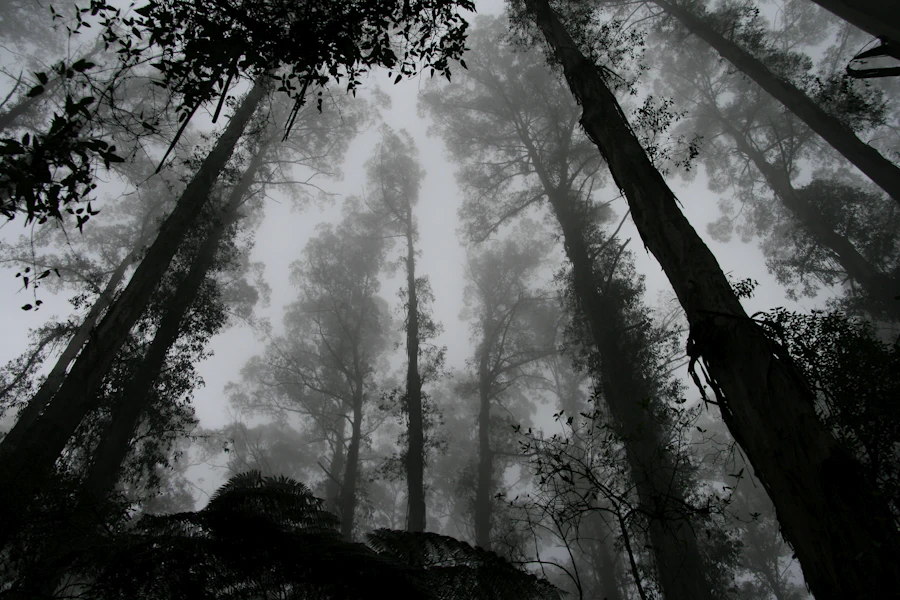 Tall trees rise into thick fog, their dark trunks framing a pale, mist-filled sky. Dense foliage silhouettes the lower edge of the scene.