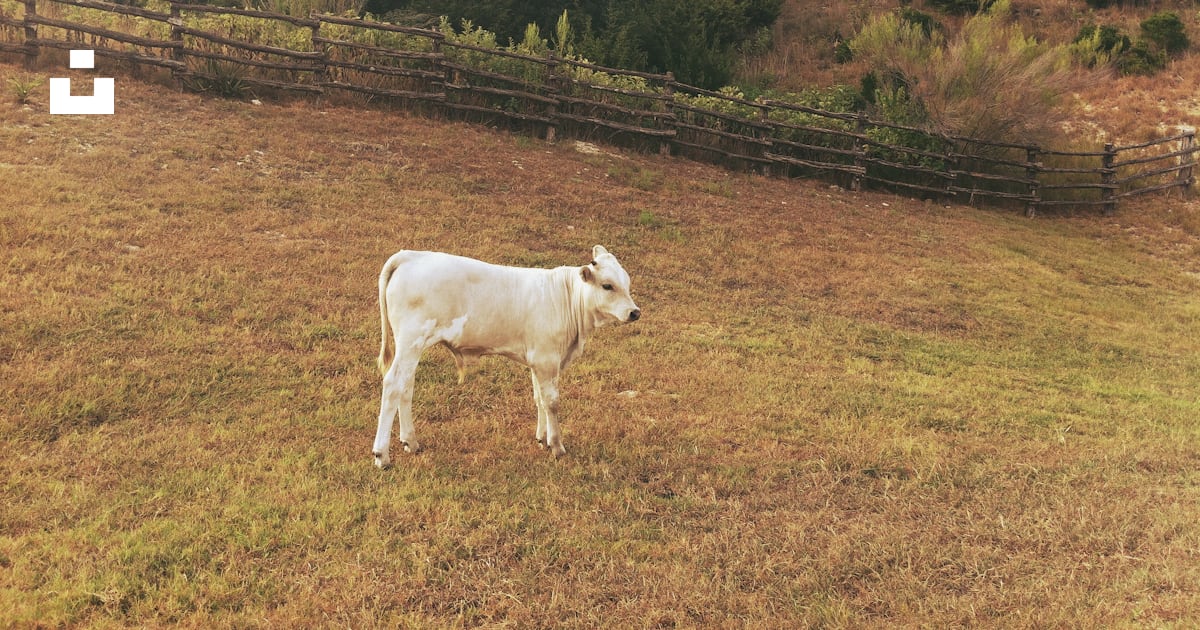 Foto zum Thema Weißes Rind – Kostenloses Bild zu Boerne auf Unsplash Foto zum Thema Weißes Rind – Kostenloses Bild zu Boerne auf Unsplash
