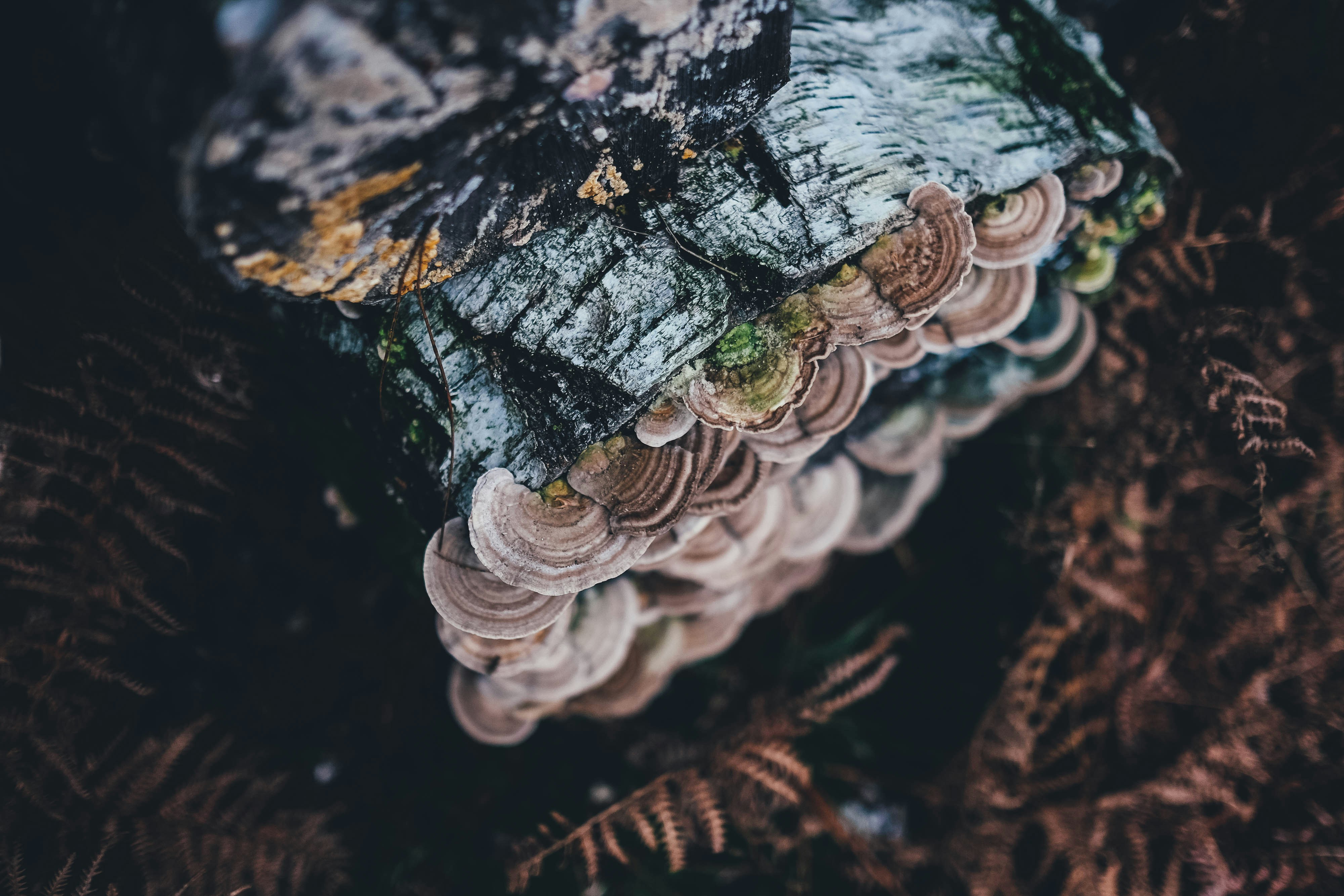 Close-up of layered mushrooms growing on a decaying log, surrounded by earthy ferns. The intricate textures highlight the beauty of decay.