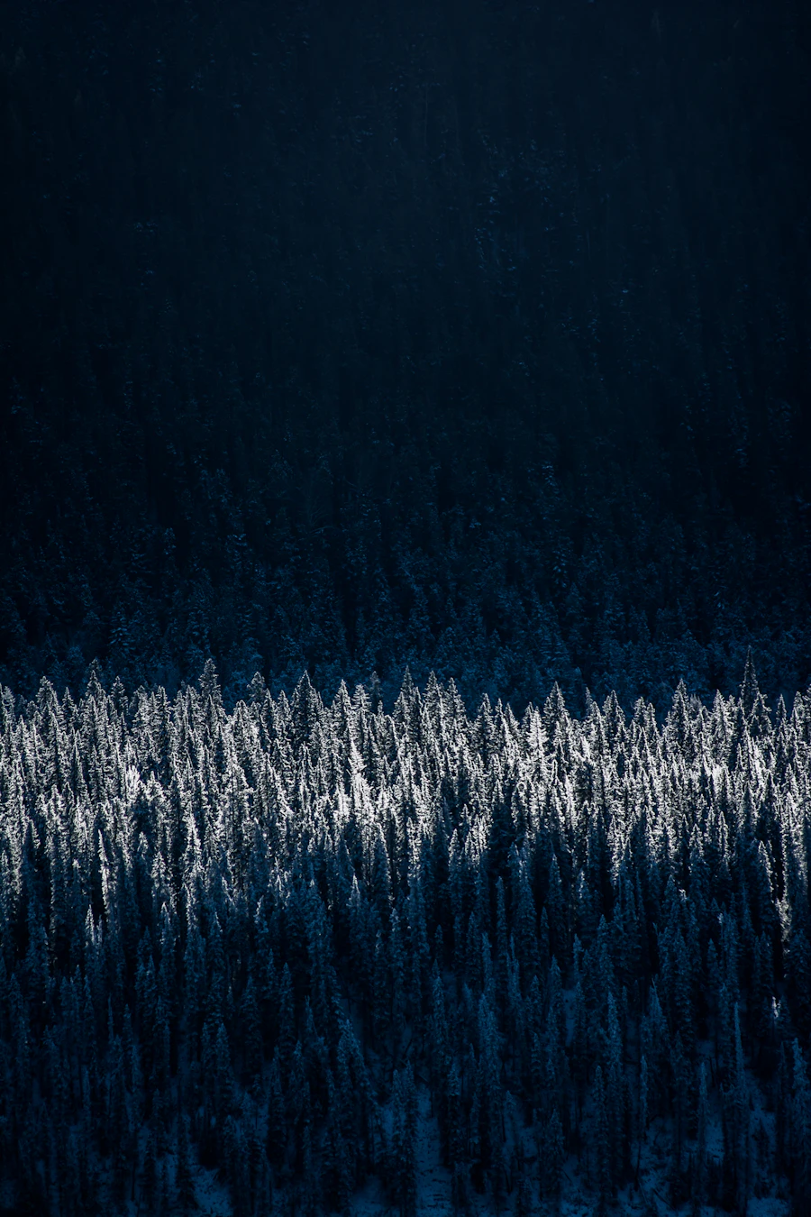 A dark forest with a bright horizontal band of snow-dusted evergreen trees cutting across the frame.