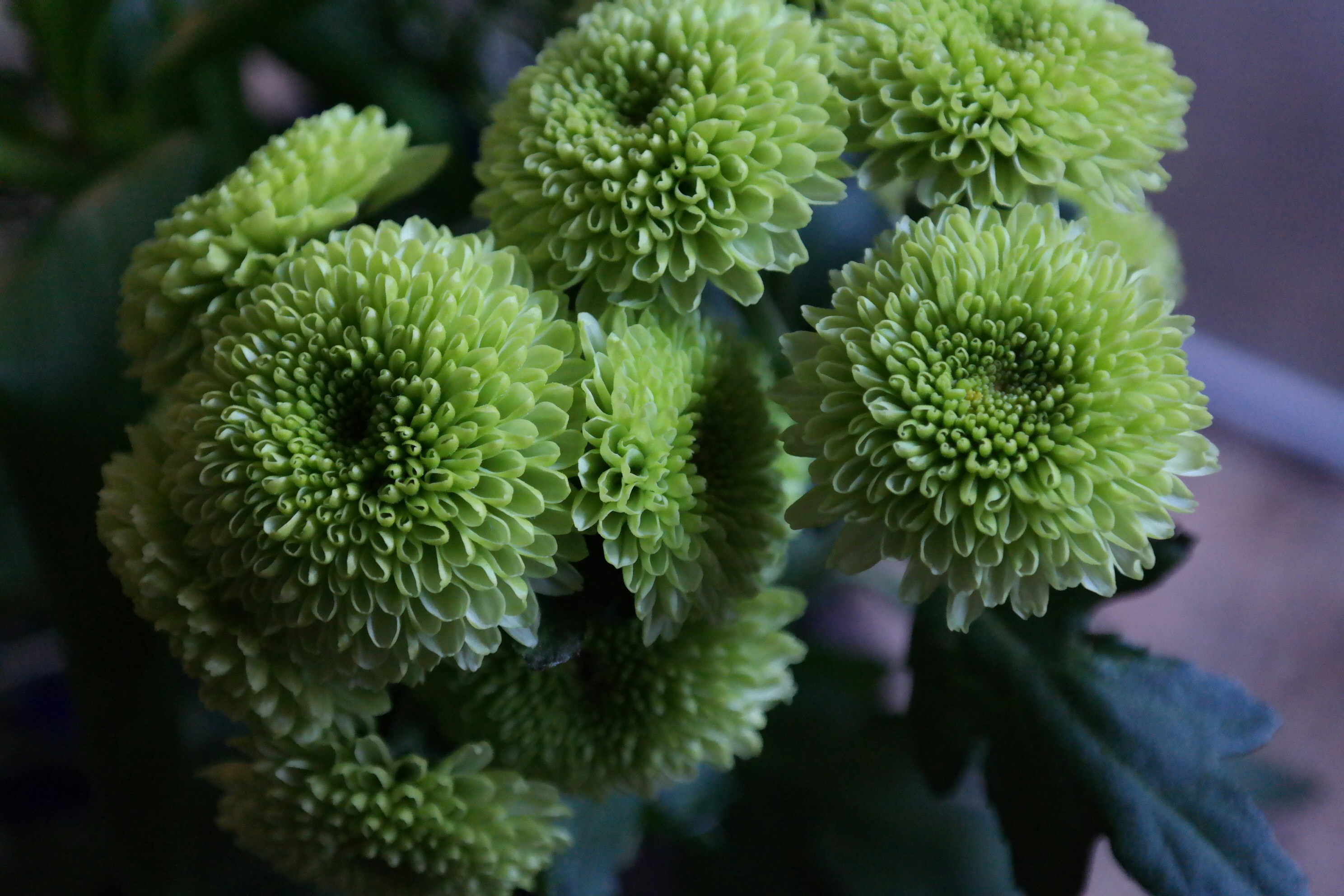 A cluster of vibrant green chrysanthemums, showcasing their unique, layered petal structure against a blurred background.