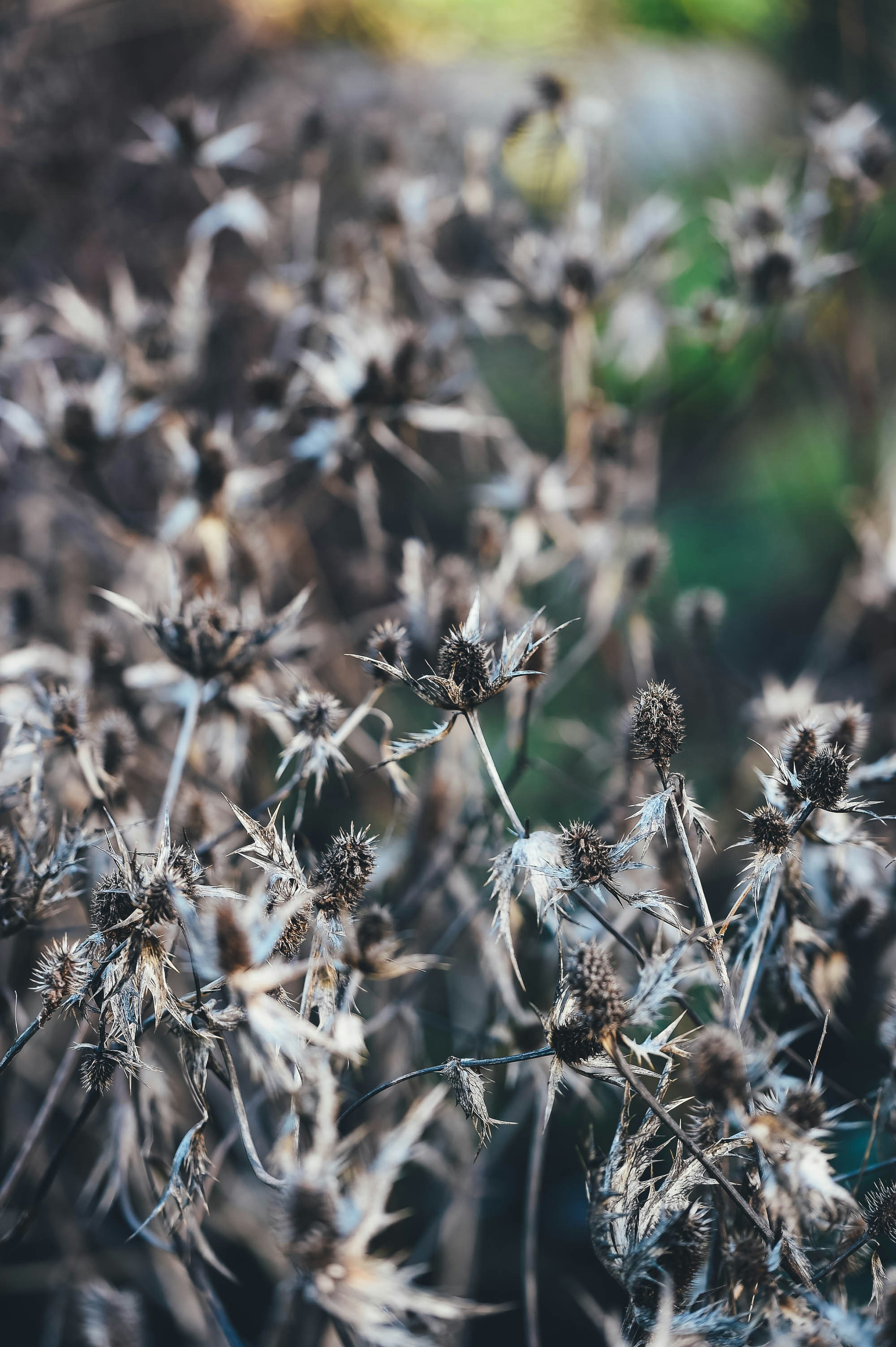 Dried thistle plants stand tall against a softly blurred background, capturing the essence of late autumn's transition.