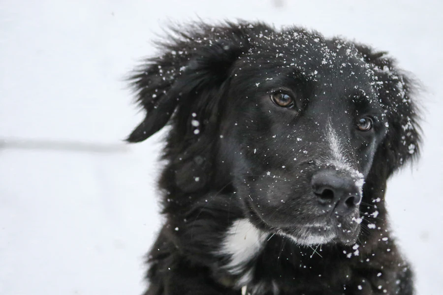 Black dog with snowflakes on its fur, gazing off to the side against a pale snowy background. A white patch shows on its chest.