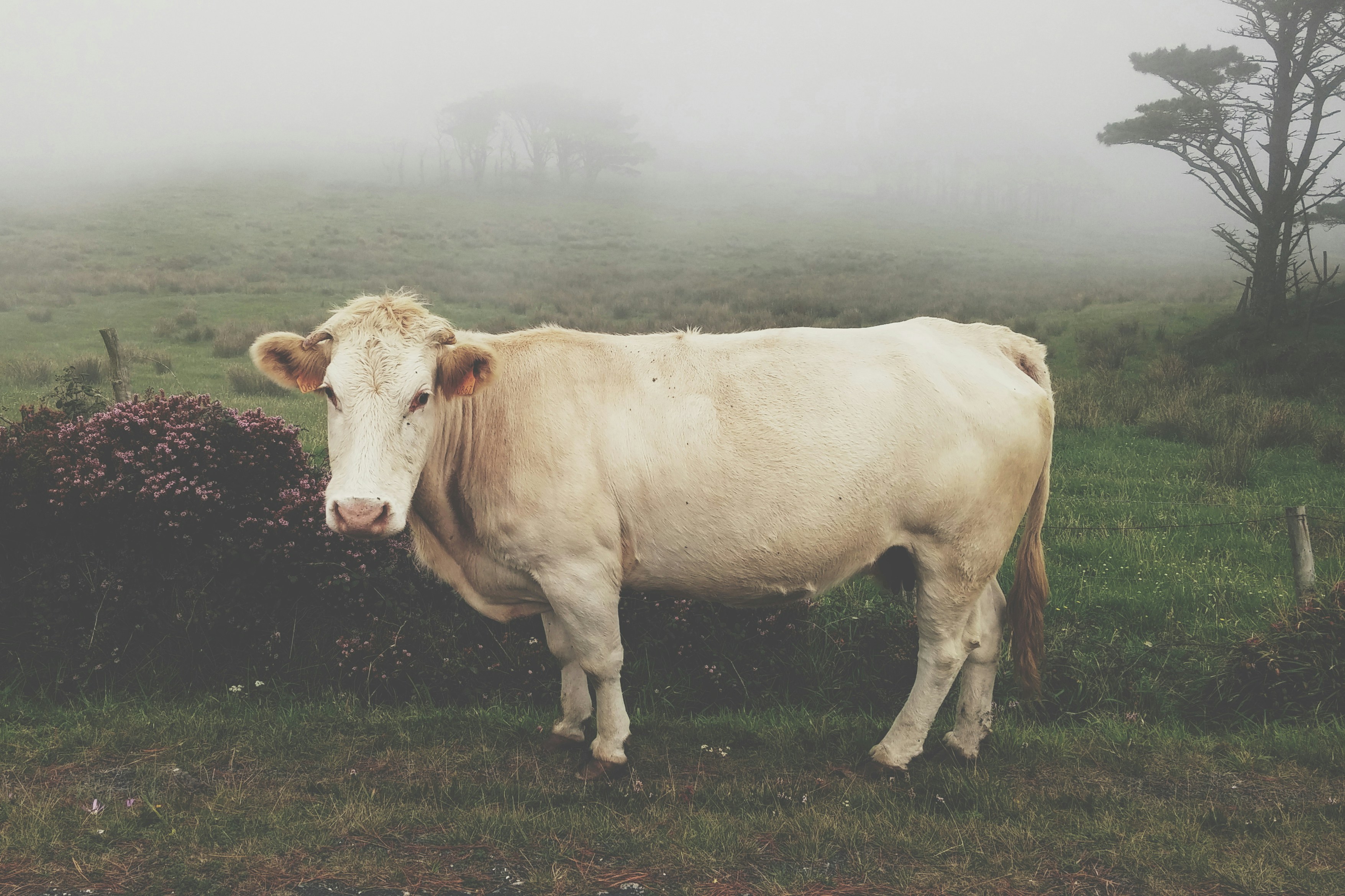A serene white cow stands in a foggy field, surrounded by lush greenery and wildflowers.
