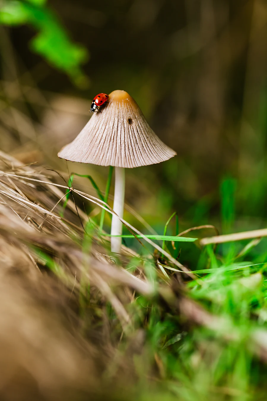 A tiny red ladybug rests on the tan cap of a slender mushroom amid soft grass and blurred forest floor. The shallow depth of field isolates the subject against a warm green-brown background.