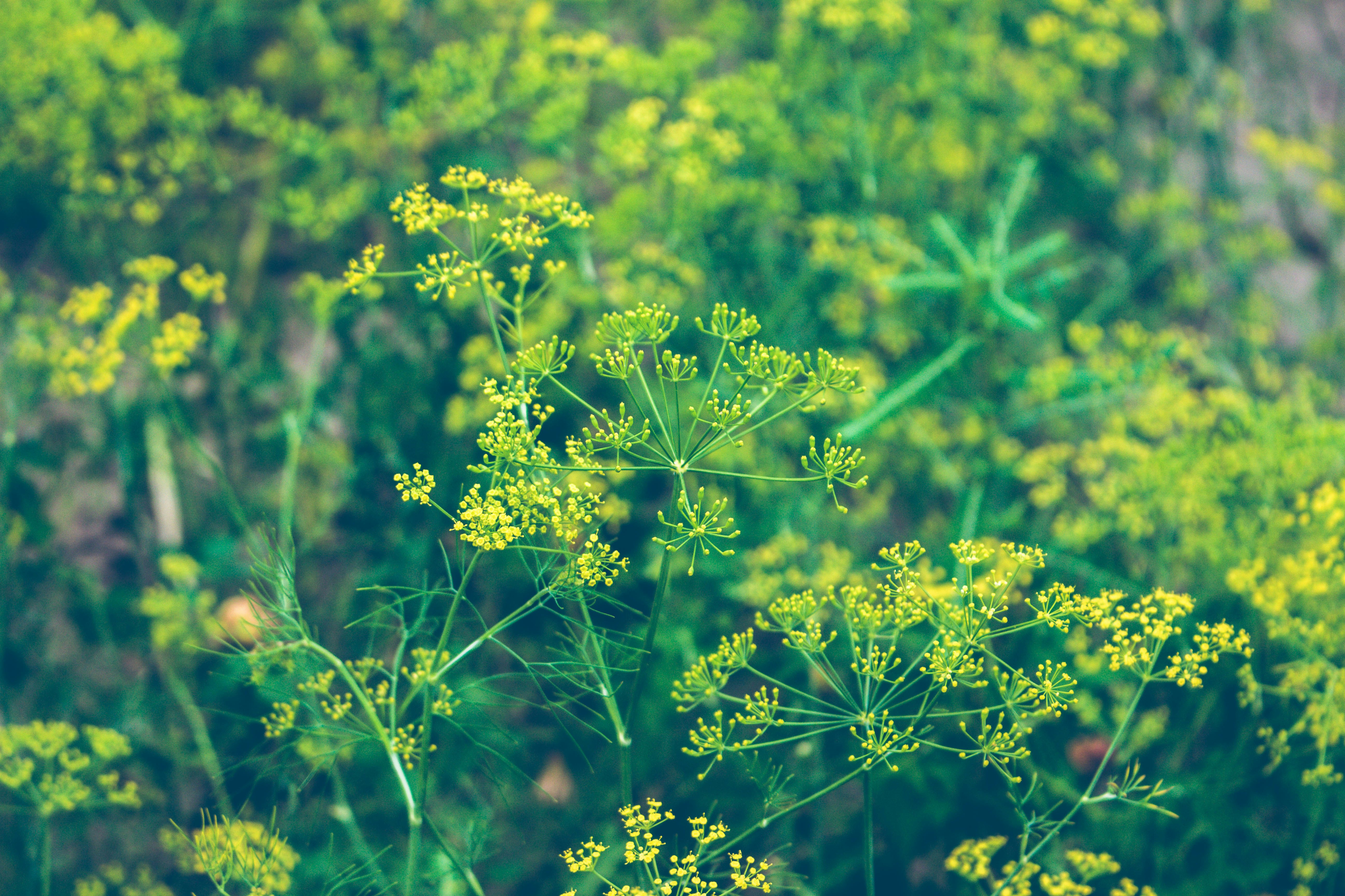 Dill Pictures | Download Free Images on Unsplash