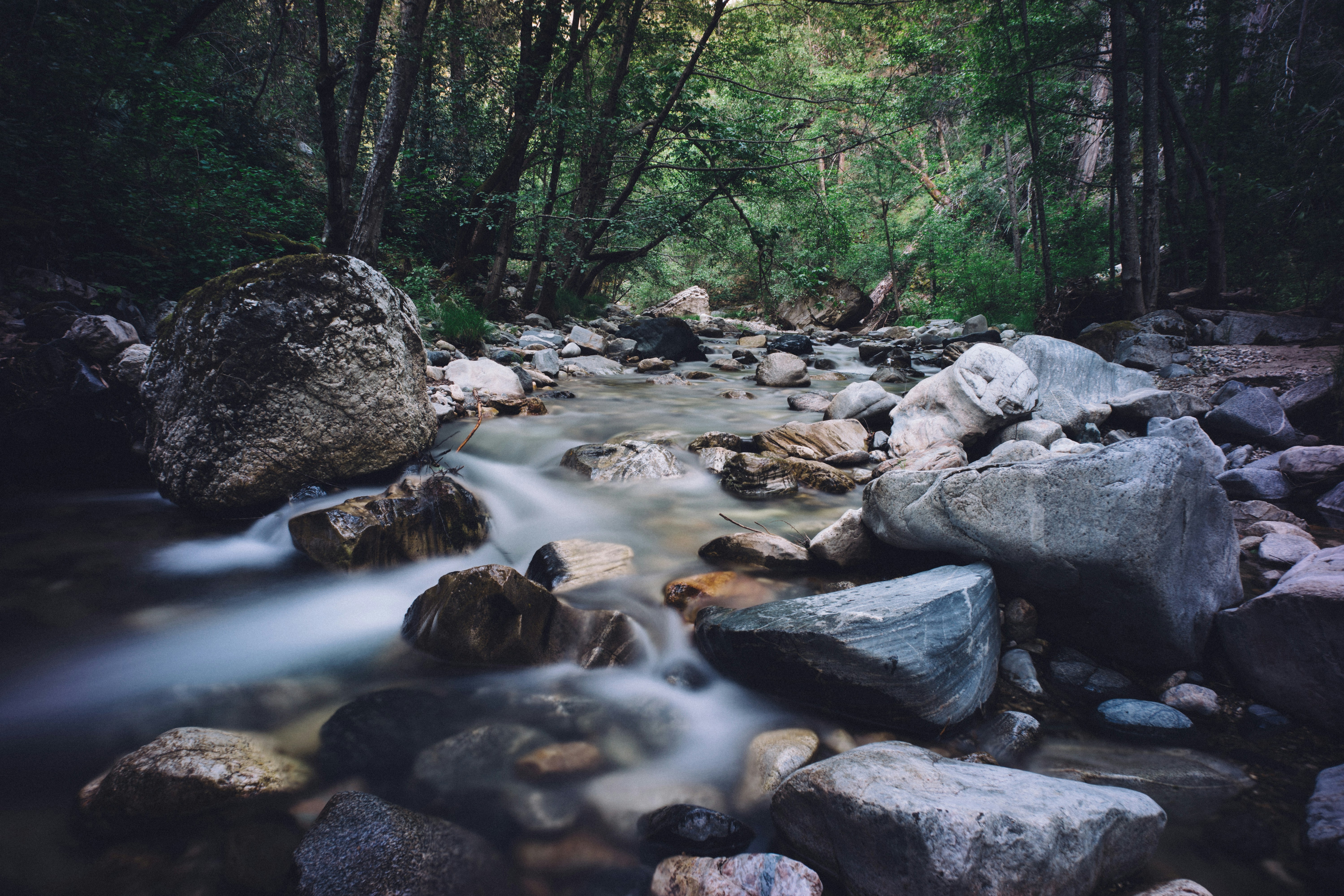 Tranquil stream flowing over rocks in a dense forest under soft light.