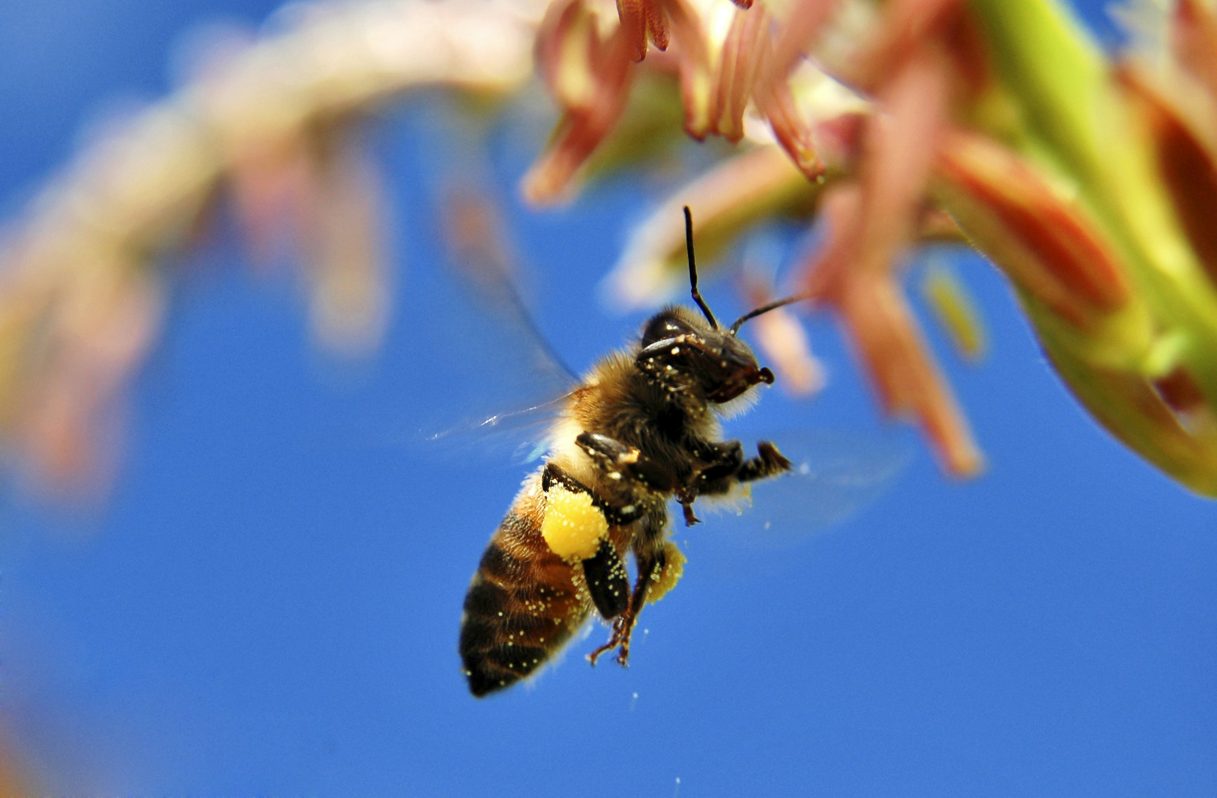 Aerial Harvest: Bee in ActionJaime Serrano