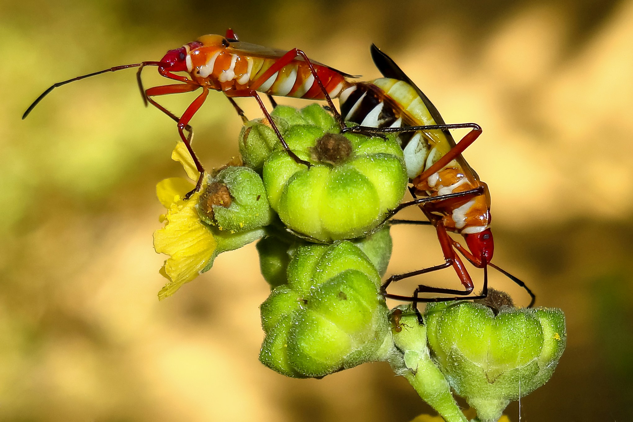 Sony Cyber-shot W150 Sample Shots