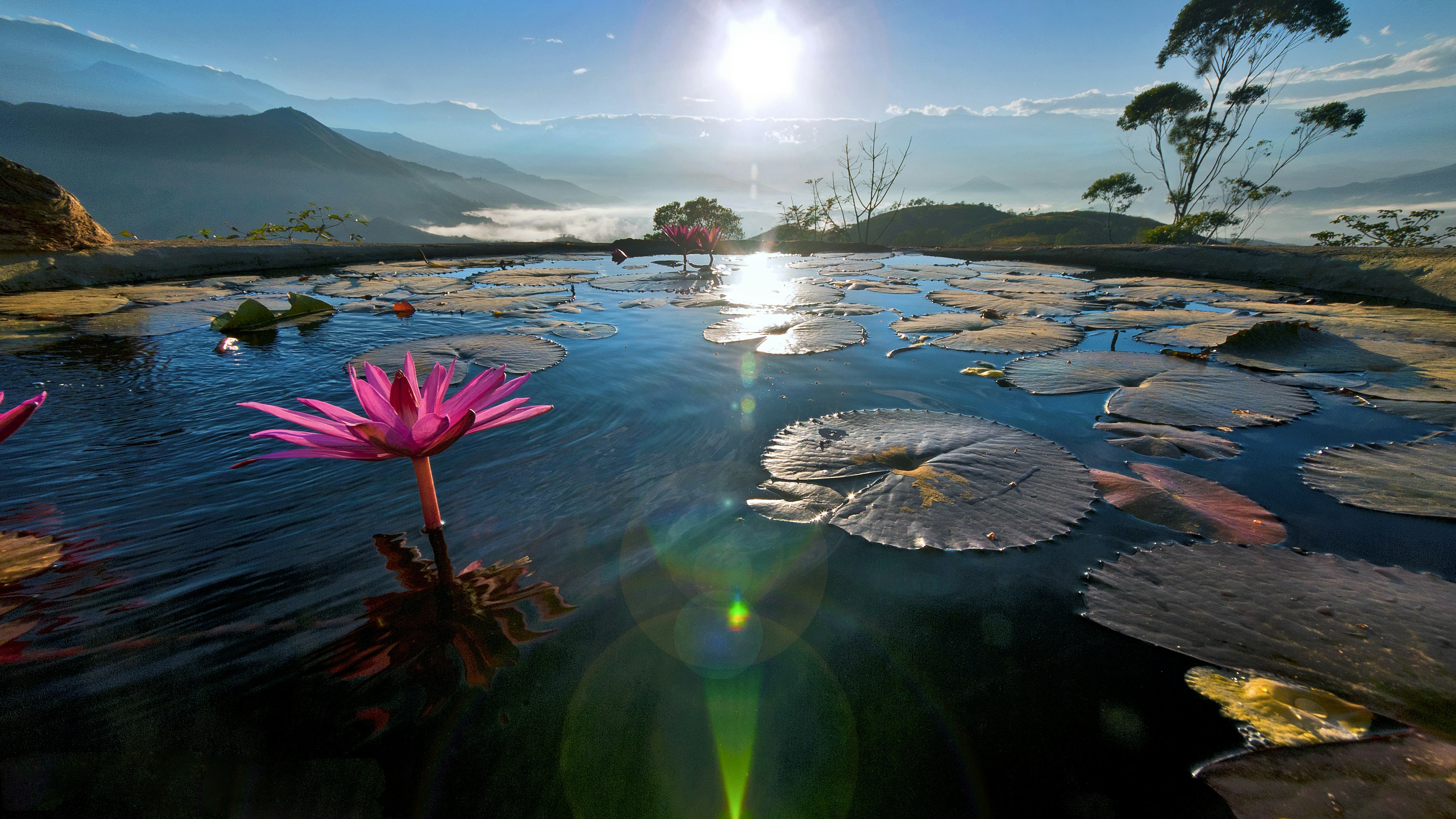 Serene Morning Lotus ReflectionsJaime Serrano