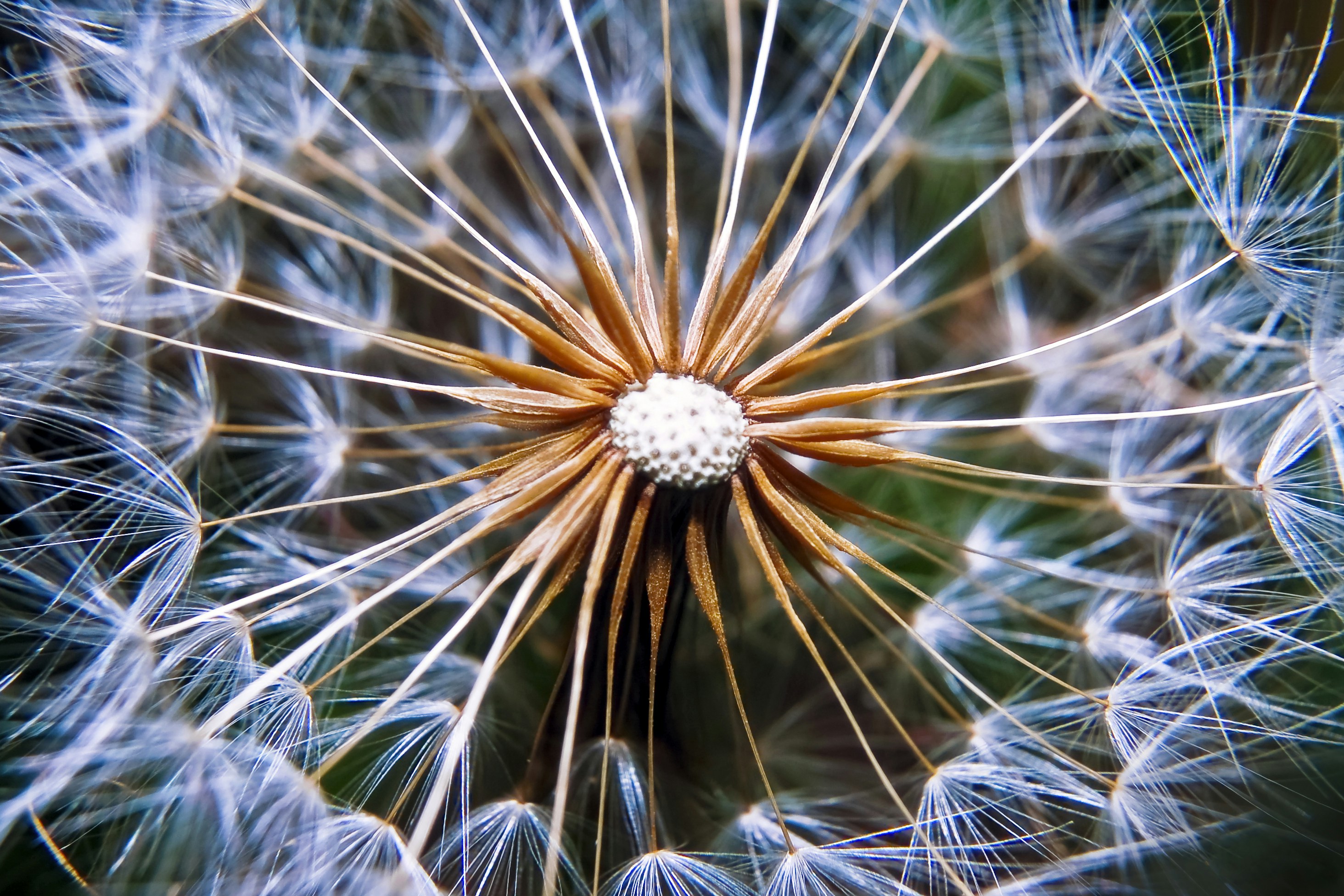 Intricate Dance of Dandelion SeedsJaime Serrano