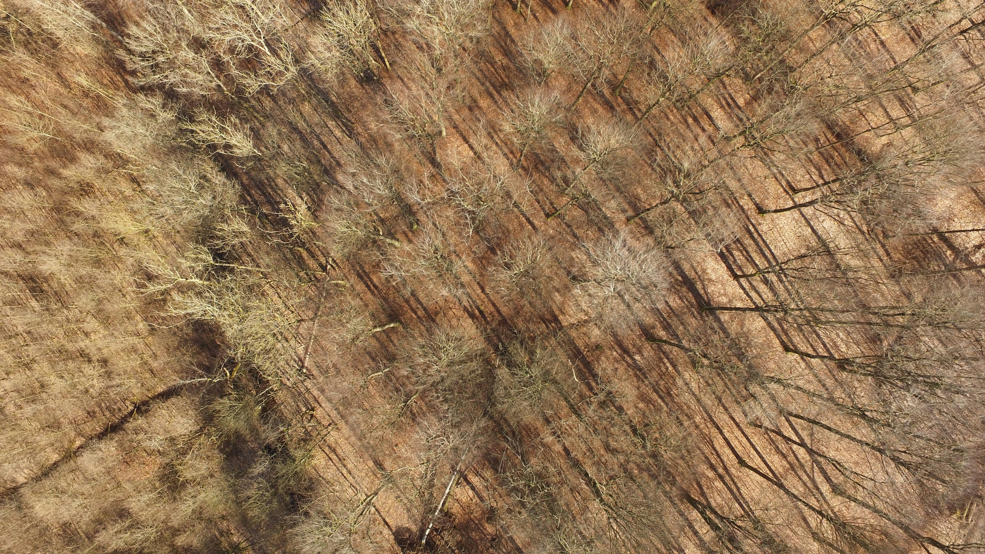 Aerial view of a winter landscape showcasing bare trees casting long shadows across the ground, highlighting the intricate patterns of nature.