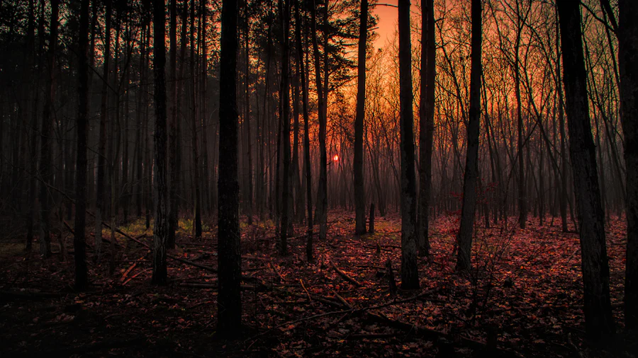 Forest at dusk with orange sunlight filtering through bare tree trunks, casting a warm glow on a ground carpet of leaves.
