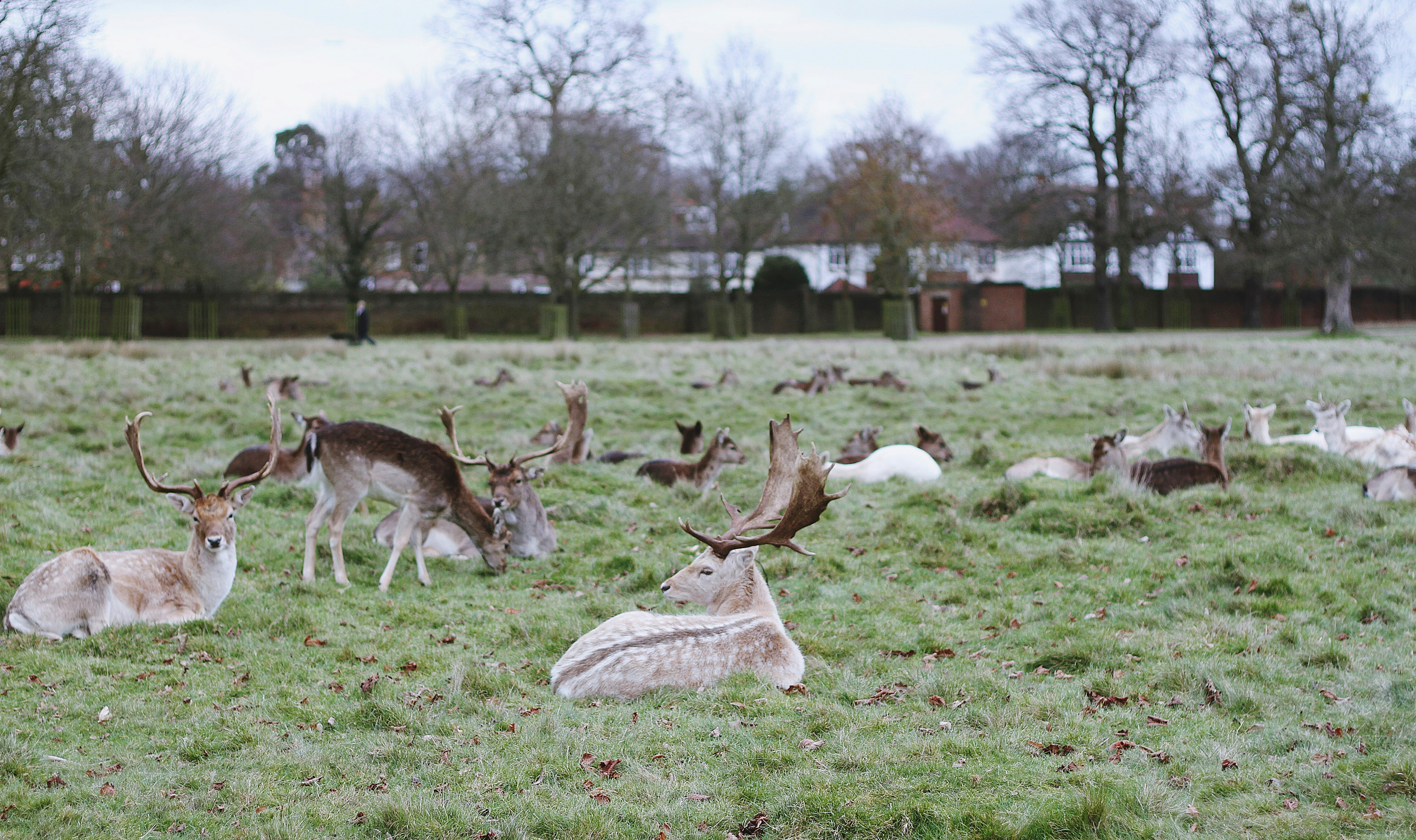 Fallow deer resting and grazing in a lush green meadow, surrounded by scattered trees and a distant building. The scene captures the peaceful coexistence of wildlife in a natural setting.